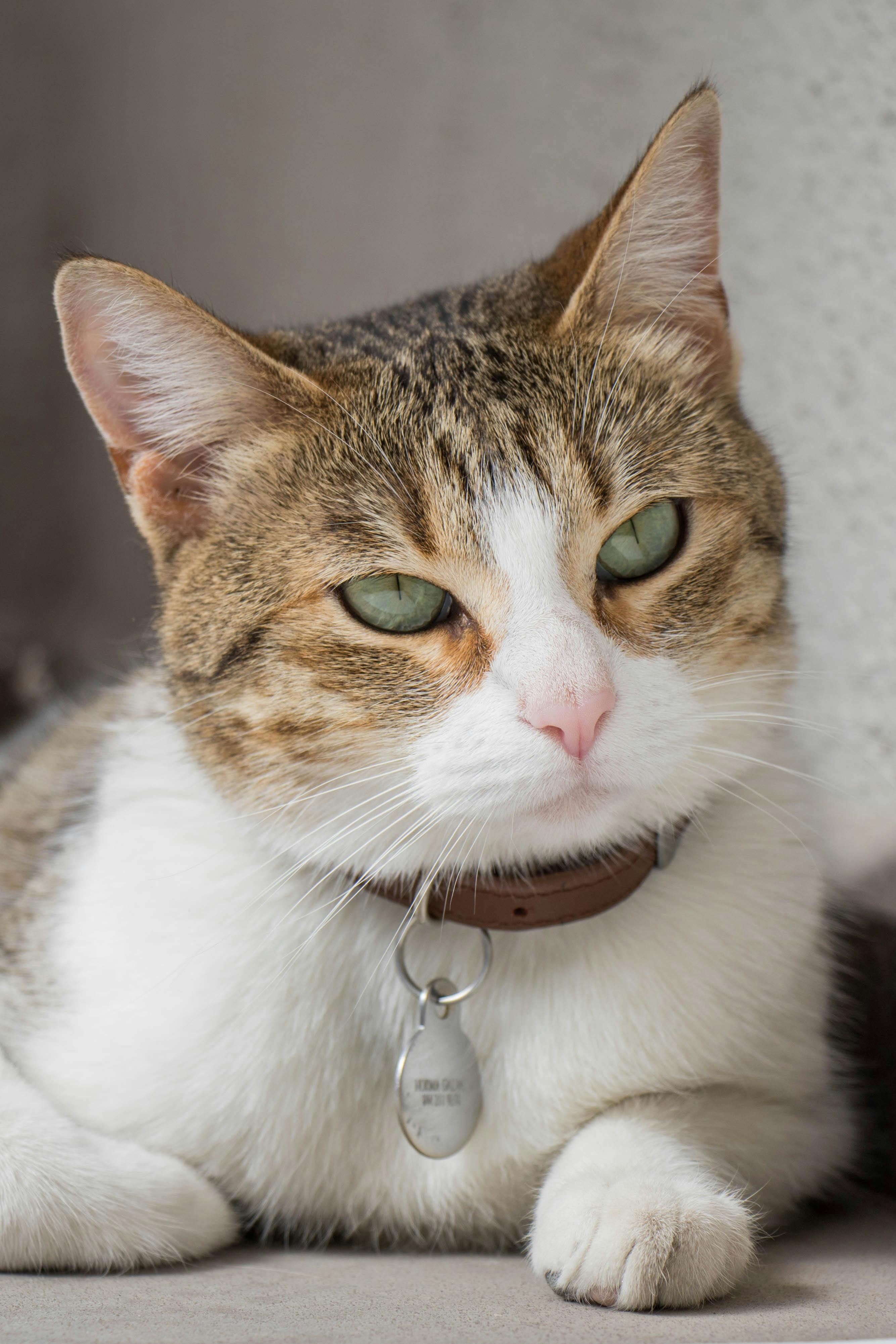 1,394+ Best Free Collar Stock Photos & Images · 100% Royalty-Free HD ...