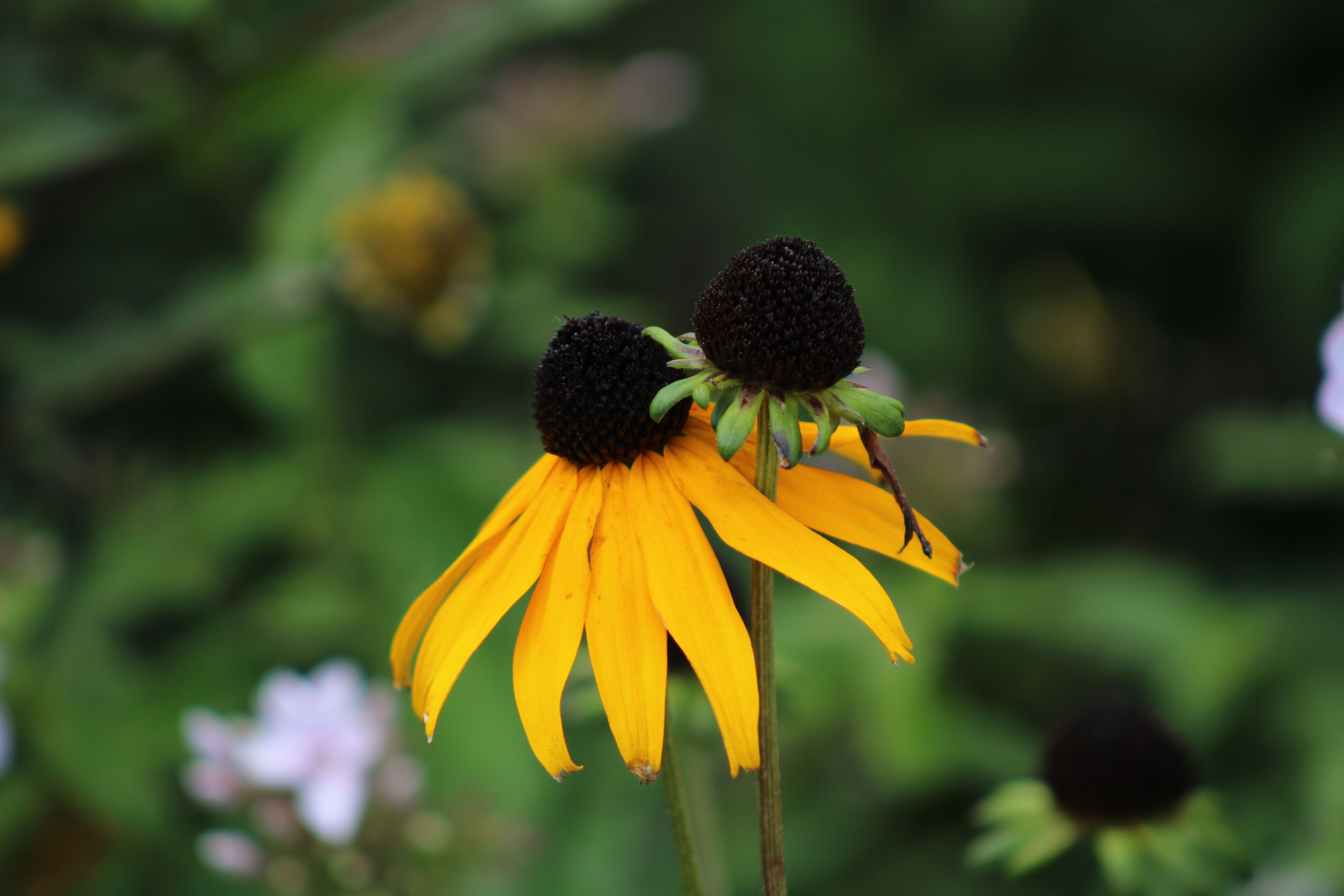 Coneflower Garden Photos, Download The BEST Free Coneflower Garden ...