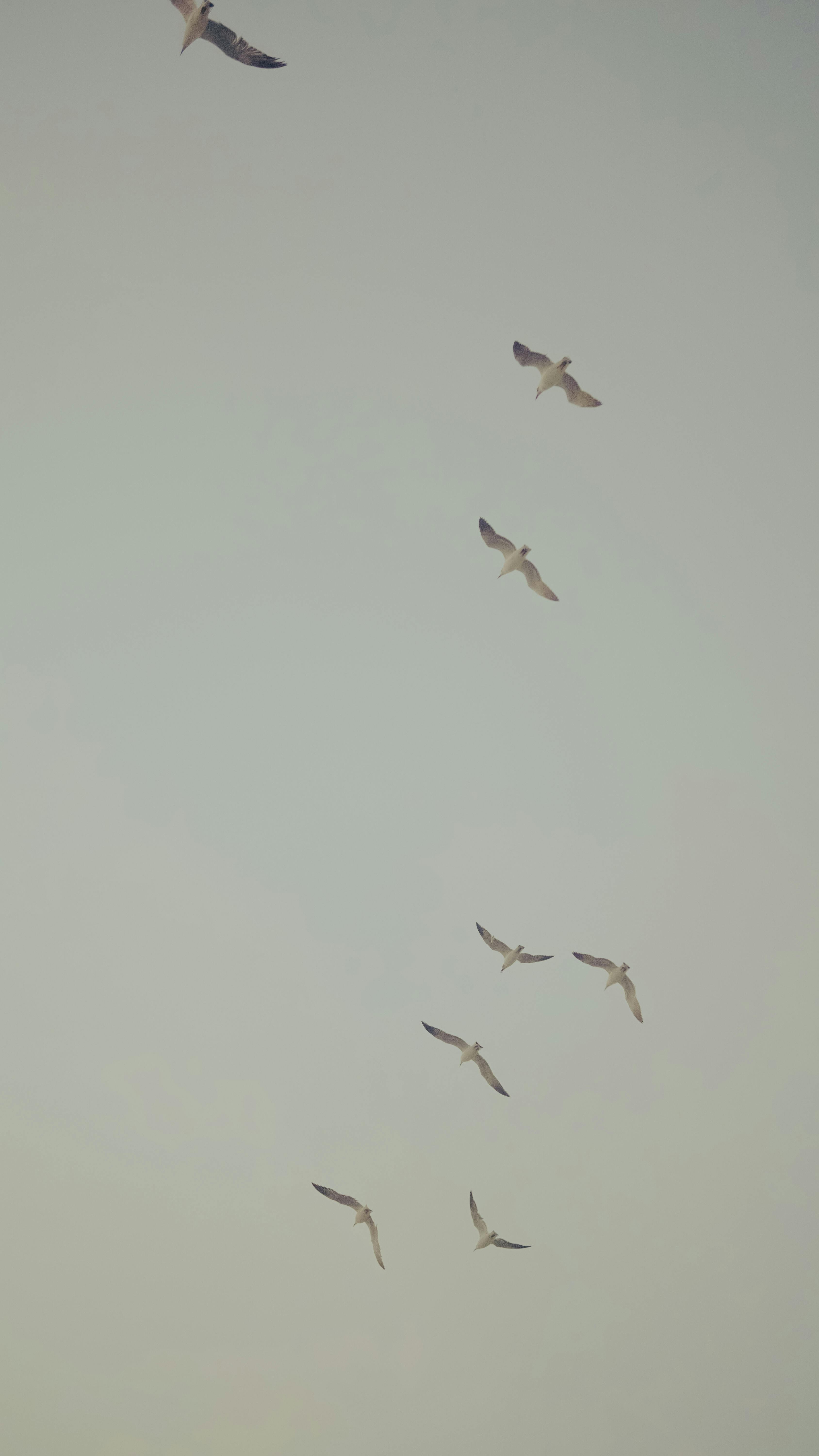 Photography of Three Flying Birds · Free Stock Photo