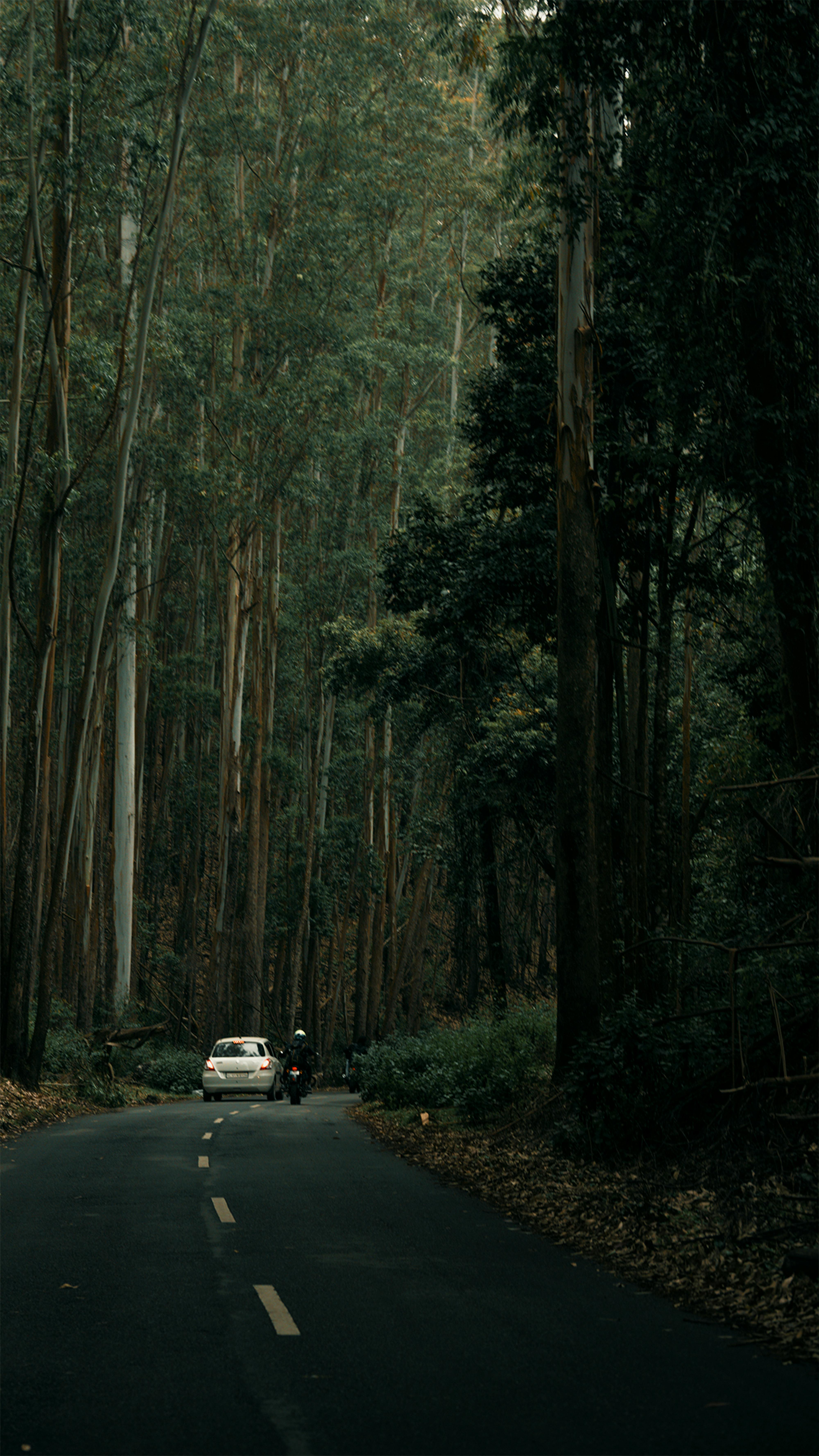 Highway Across the Forest · Free Stock Photo