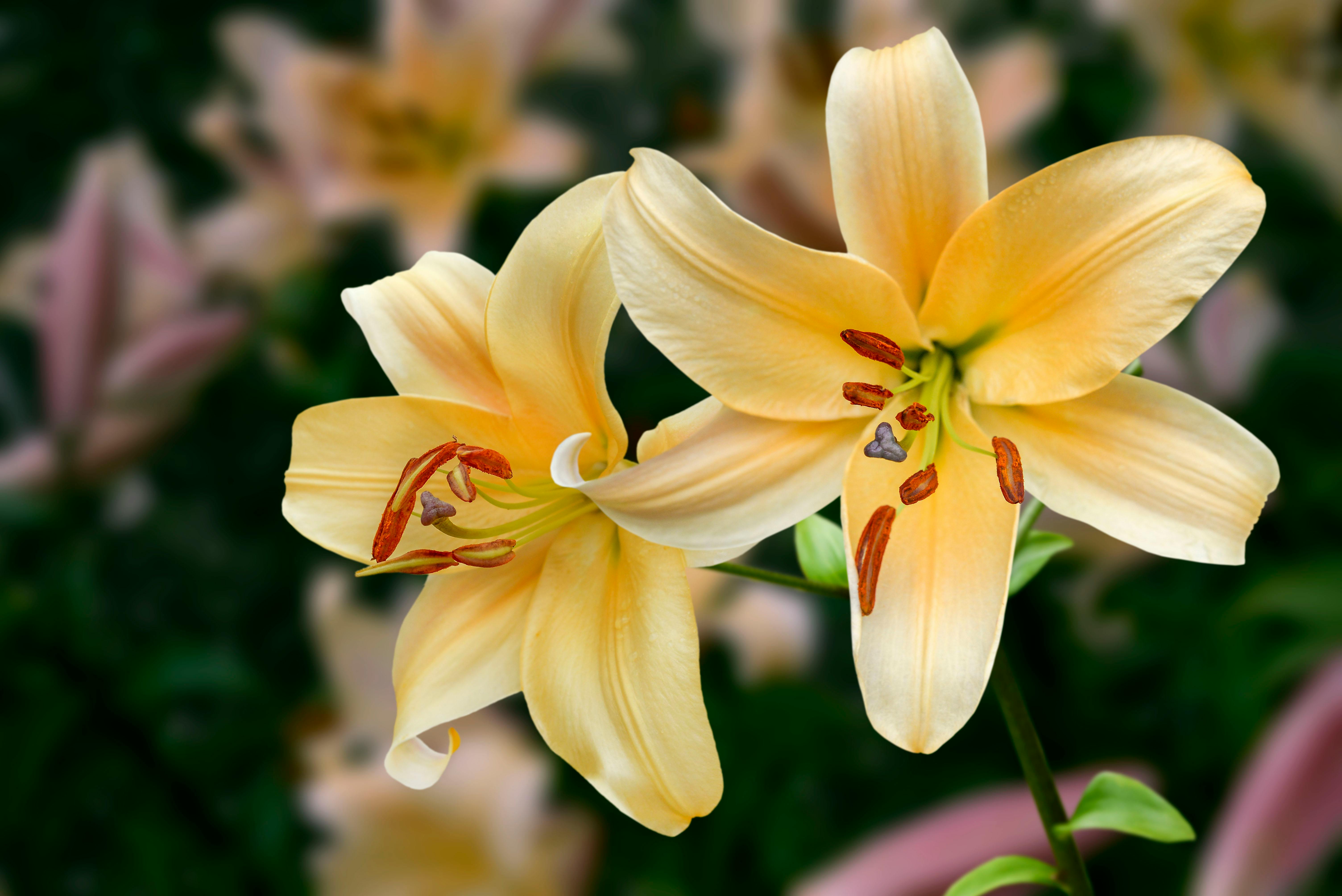 Close-Up Shot of Lilies · Free Stock Photo