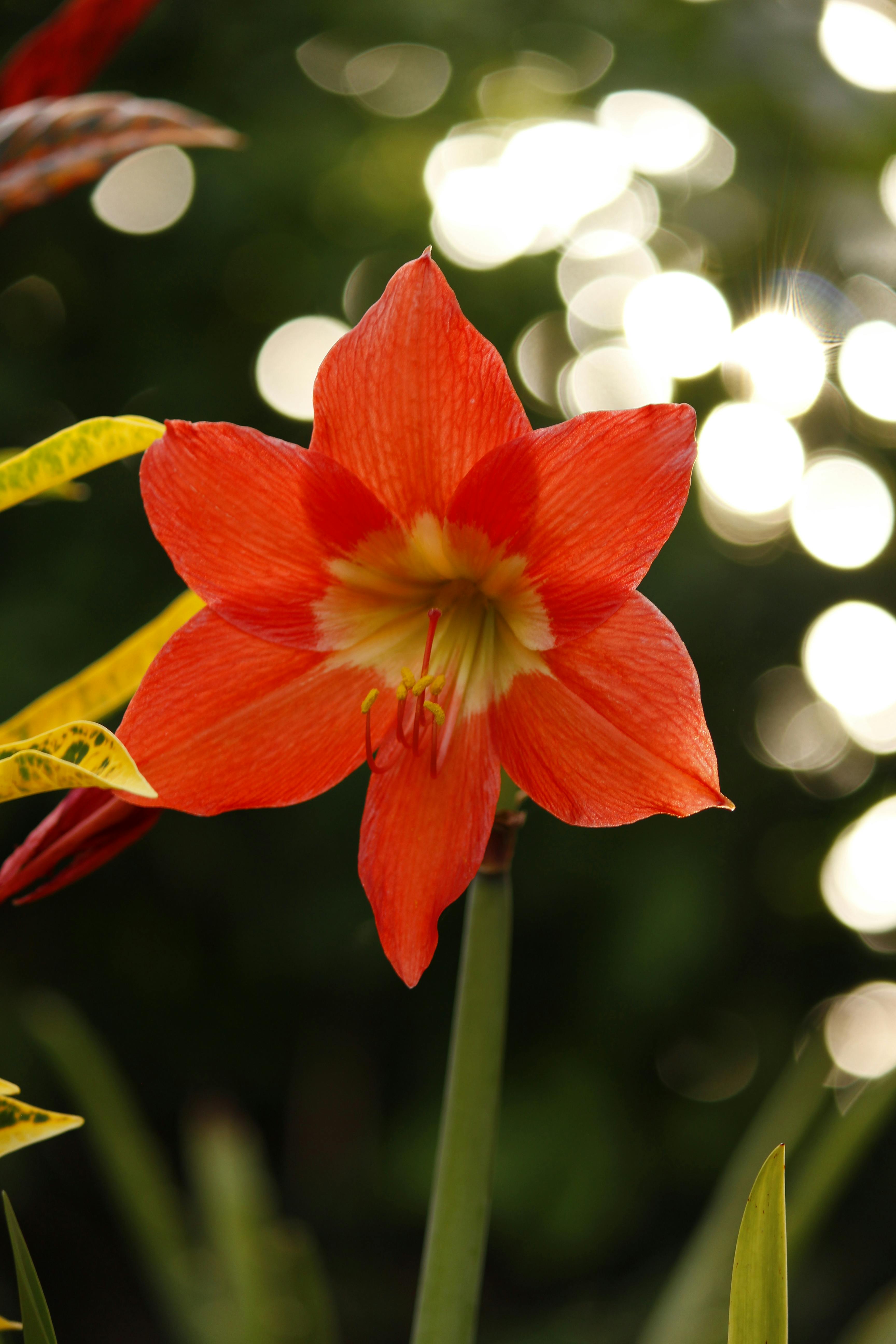 Red 6 Petaled Flower · Free Stock Photo