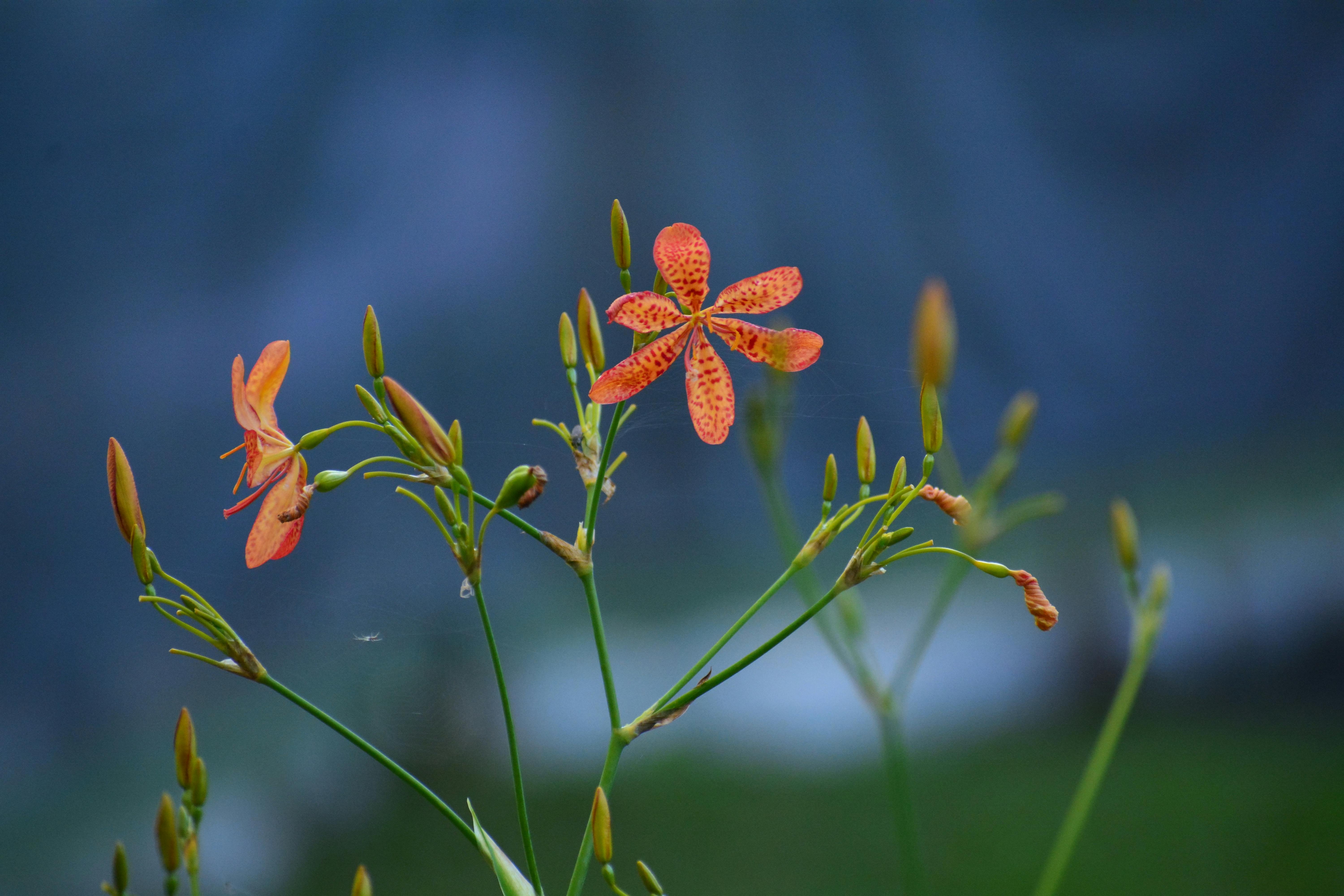 Grow Blackberry Lily Flower: Simple Care Tips for Success