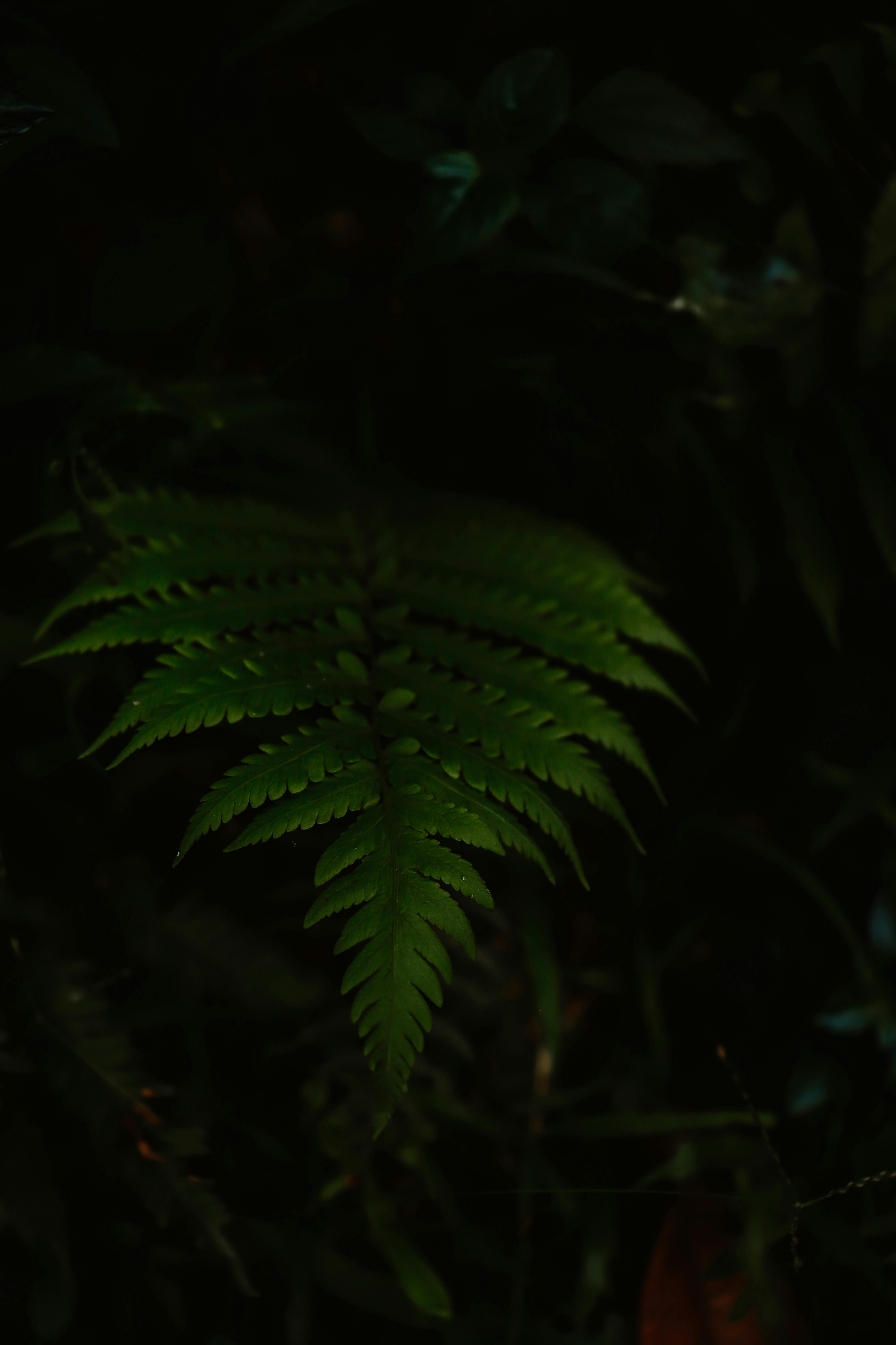 Photo of Fern Plants in Dark Background · Free Stock Photo