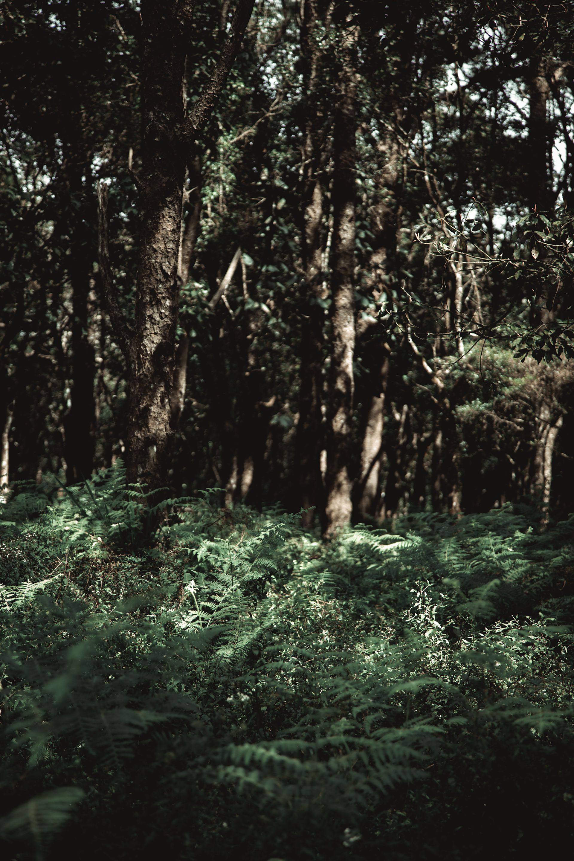 Photo of a Forest · Free Stock Photo