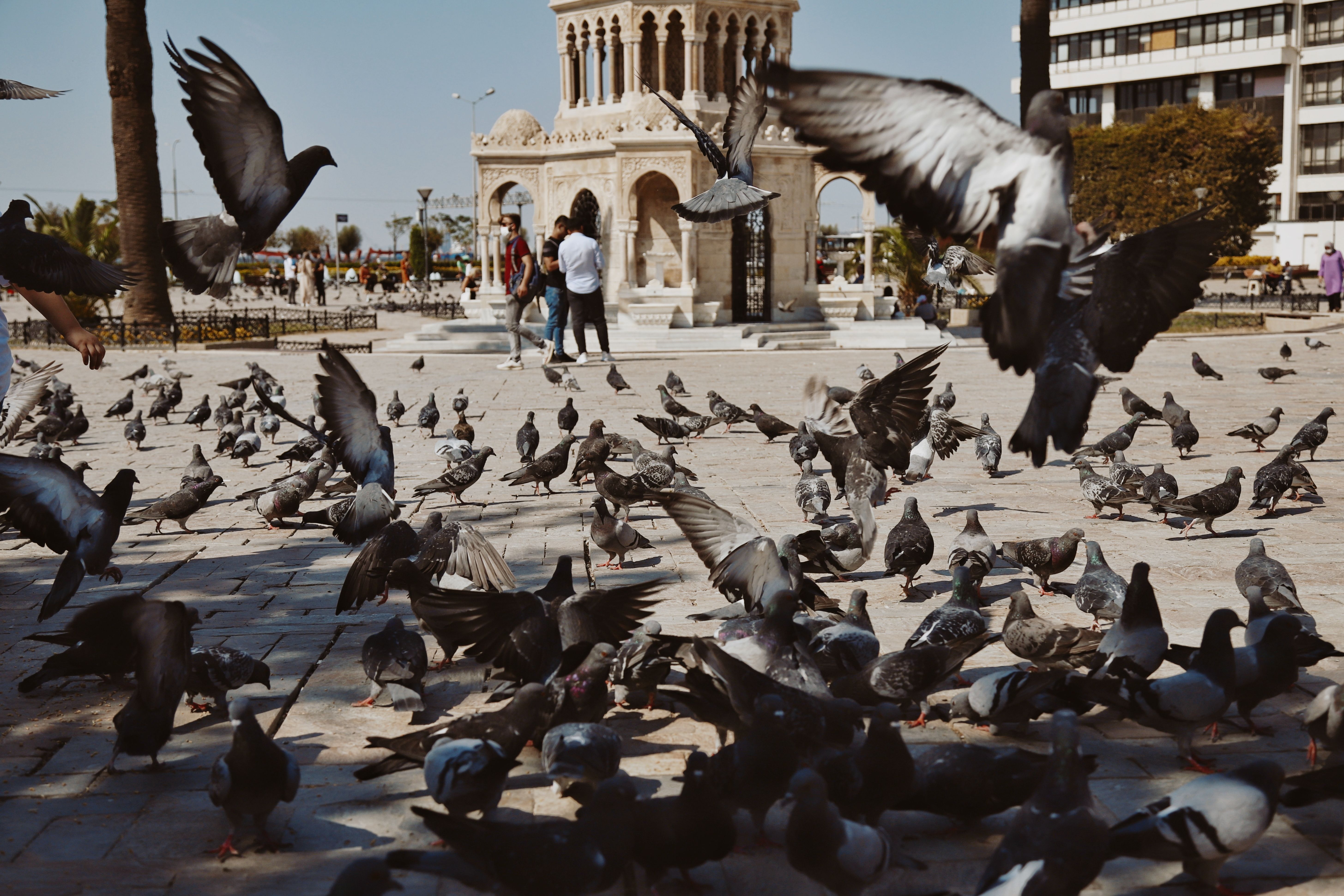 Flock of Pigeons · Free Stock Photo