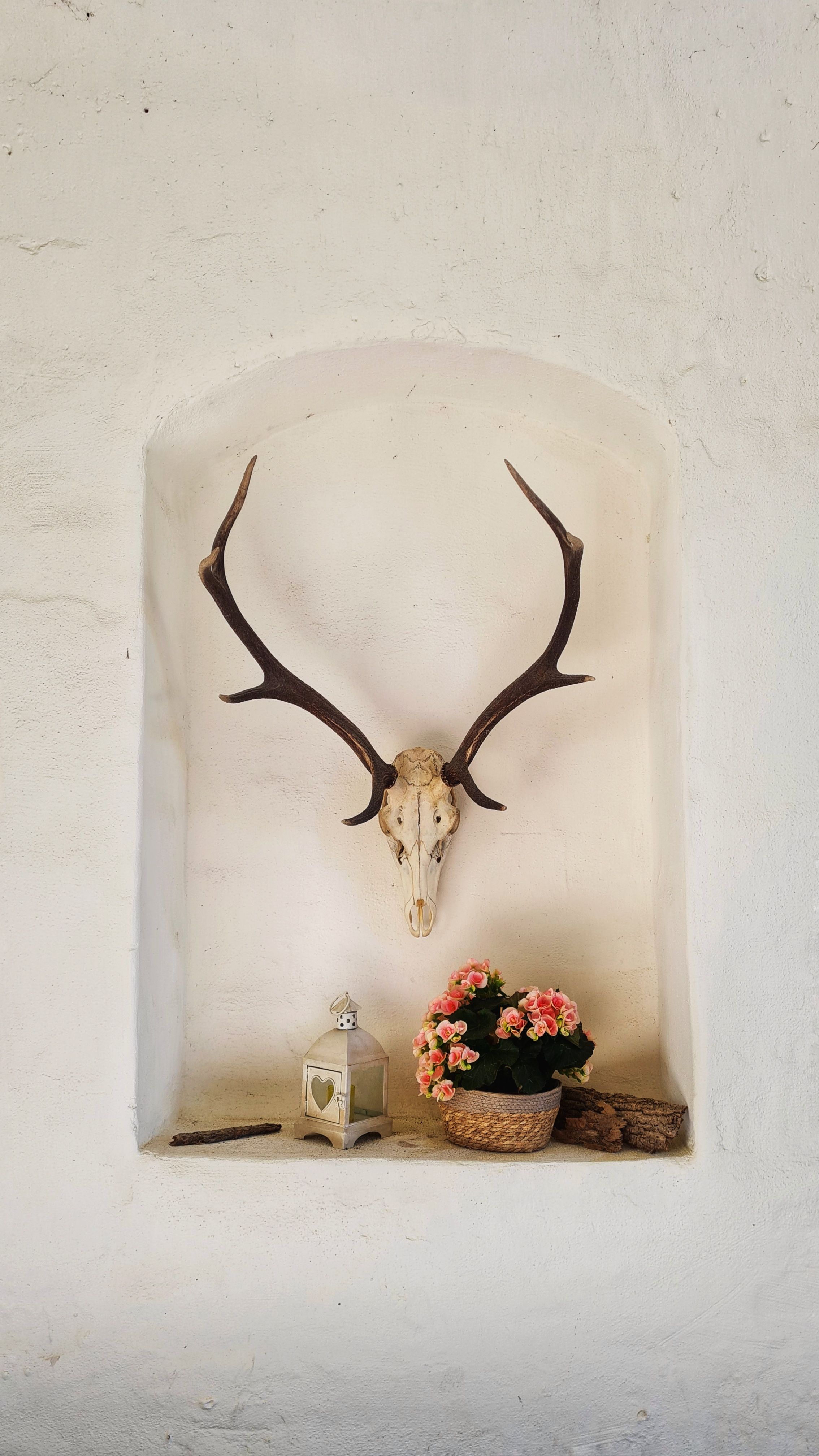 Scull Photos, Download The BEST Free Scull Stock Photos & HD Images
