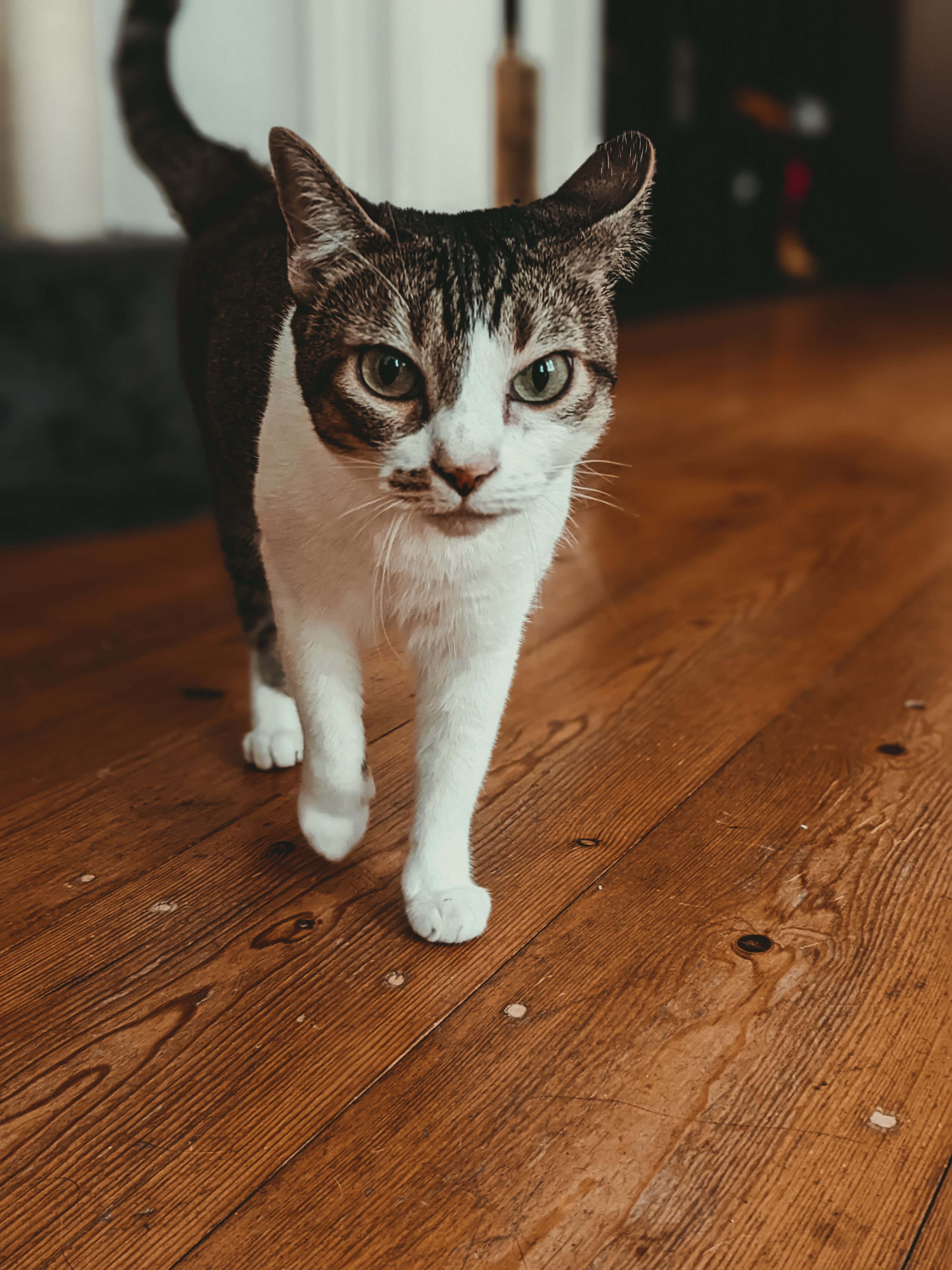 41,654+ Best Free Cat walking Stock Photos & Images · 100% Royalty-Free ...