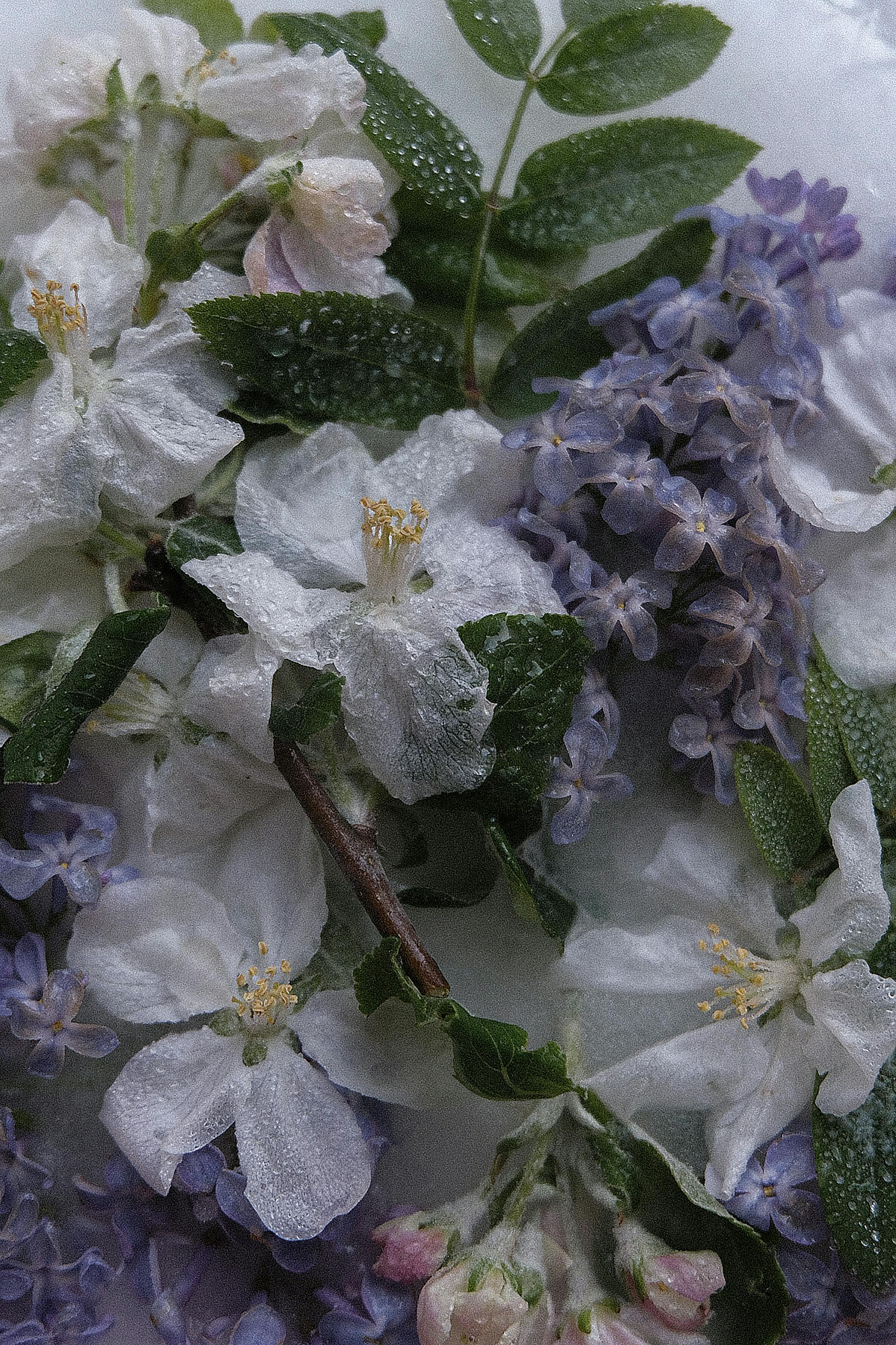 Lilac Rose Photos, Download The BEST Free Lilac Rose Stock Photos & HD ...