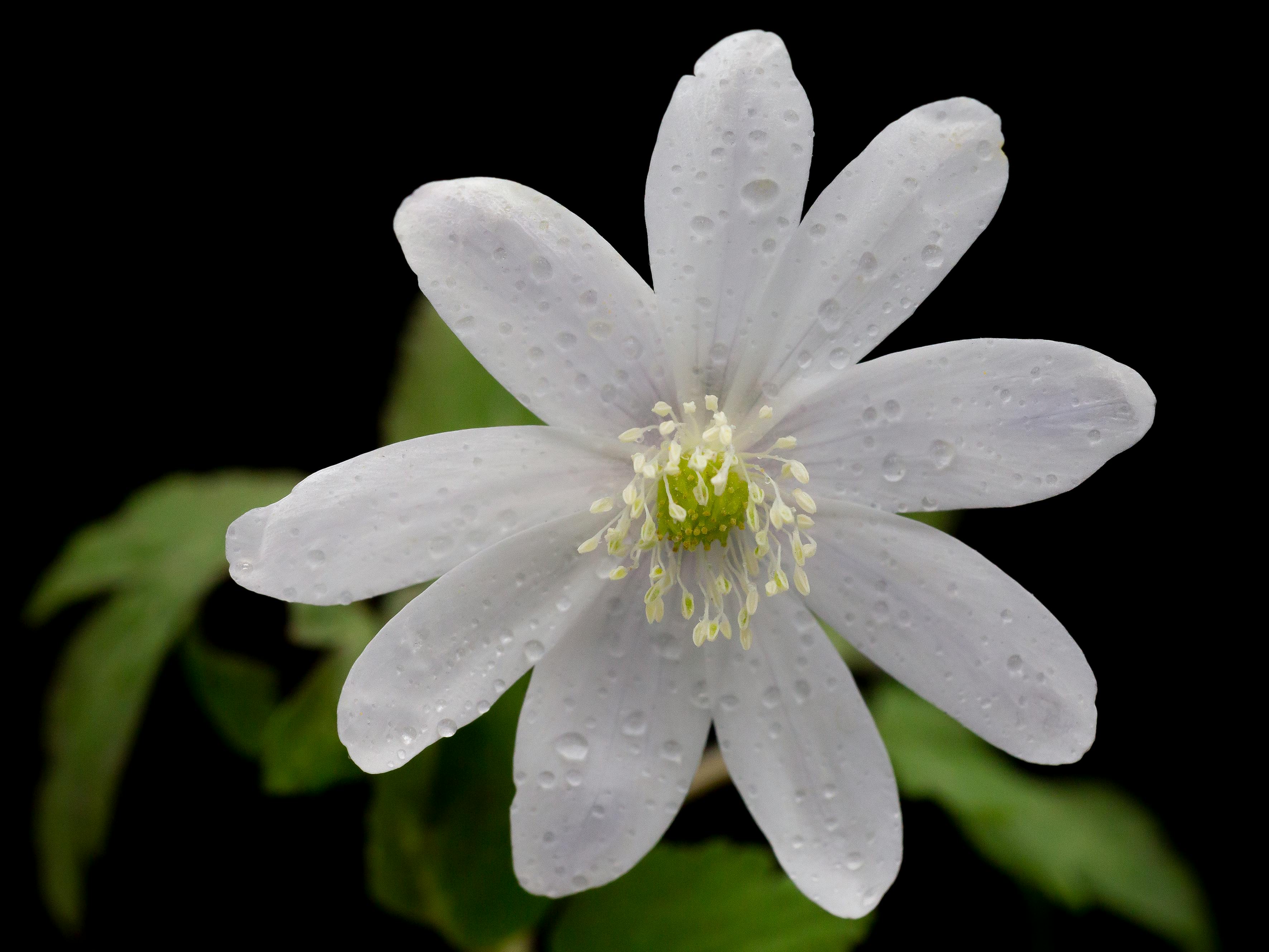 Teterin Oleg – Fotografie