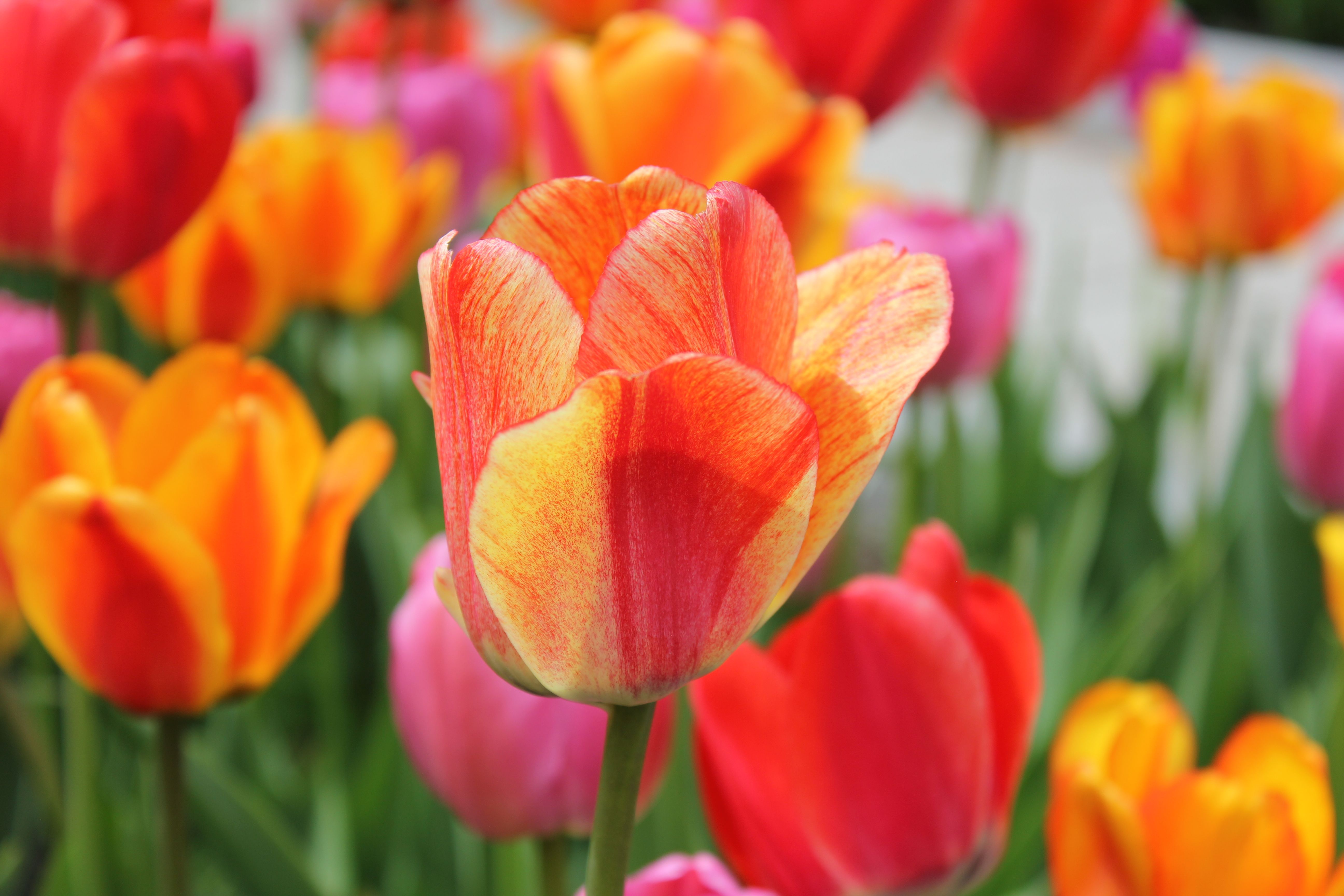 Close-Up Shot of Tulips · Free Stock Photo