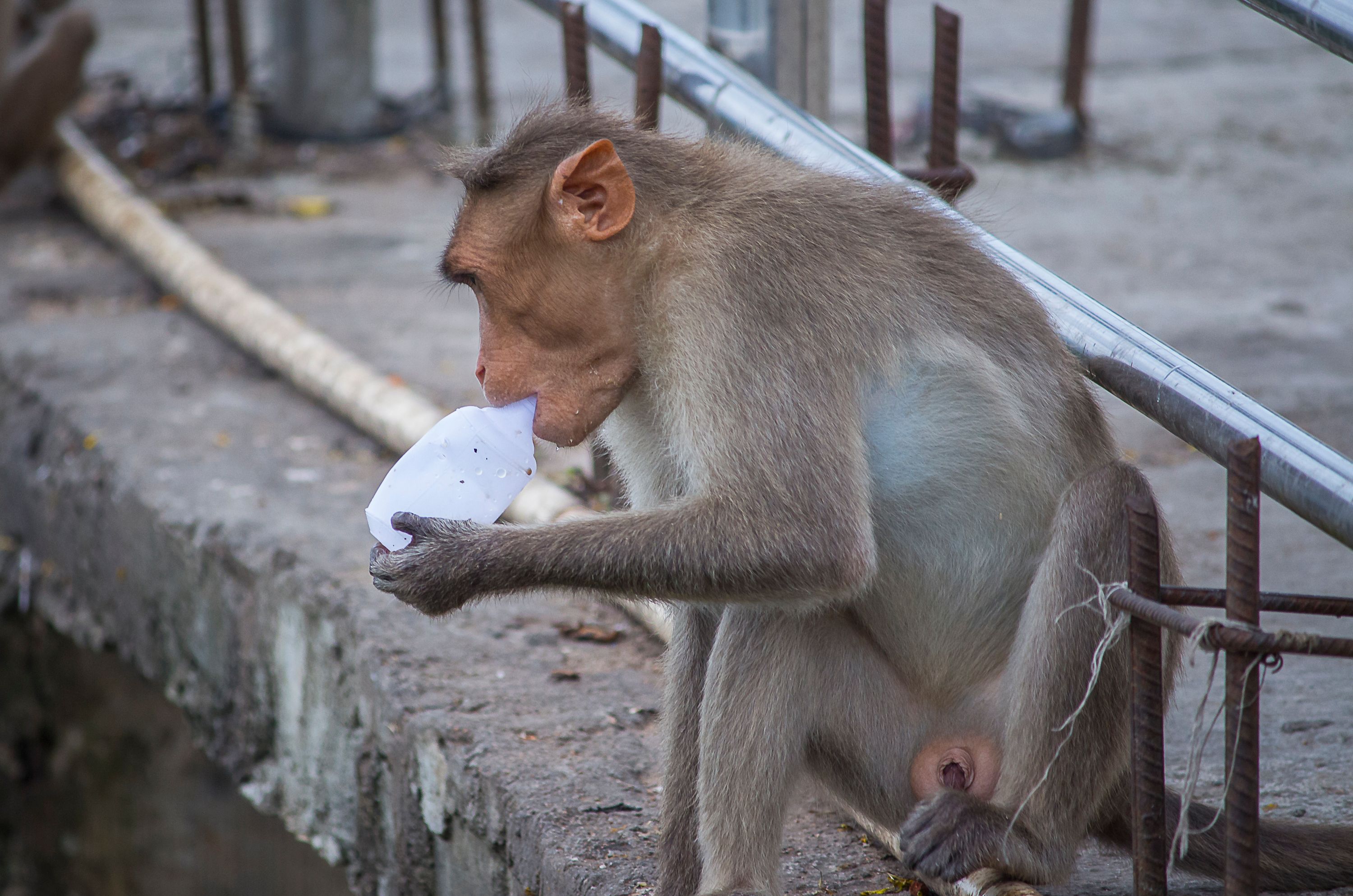 Close-up Photo of a Monkey · Free Stock Photo