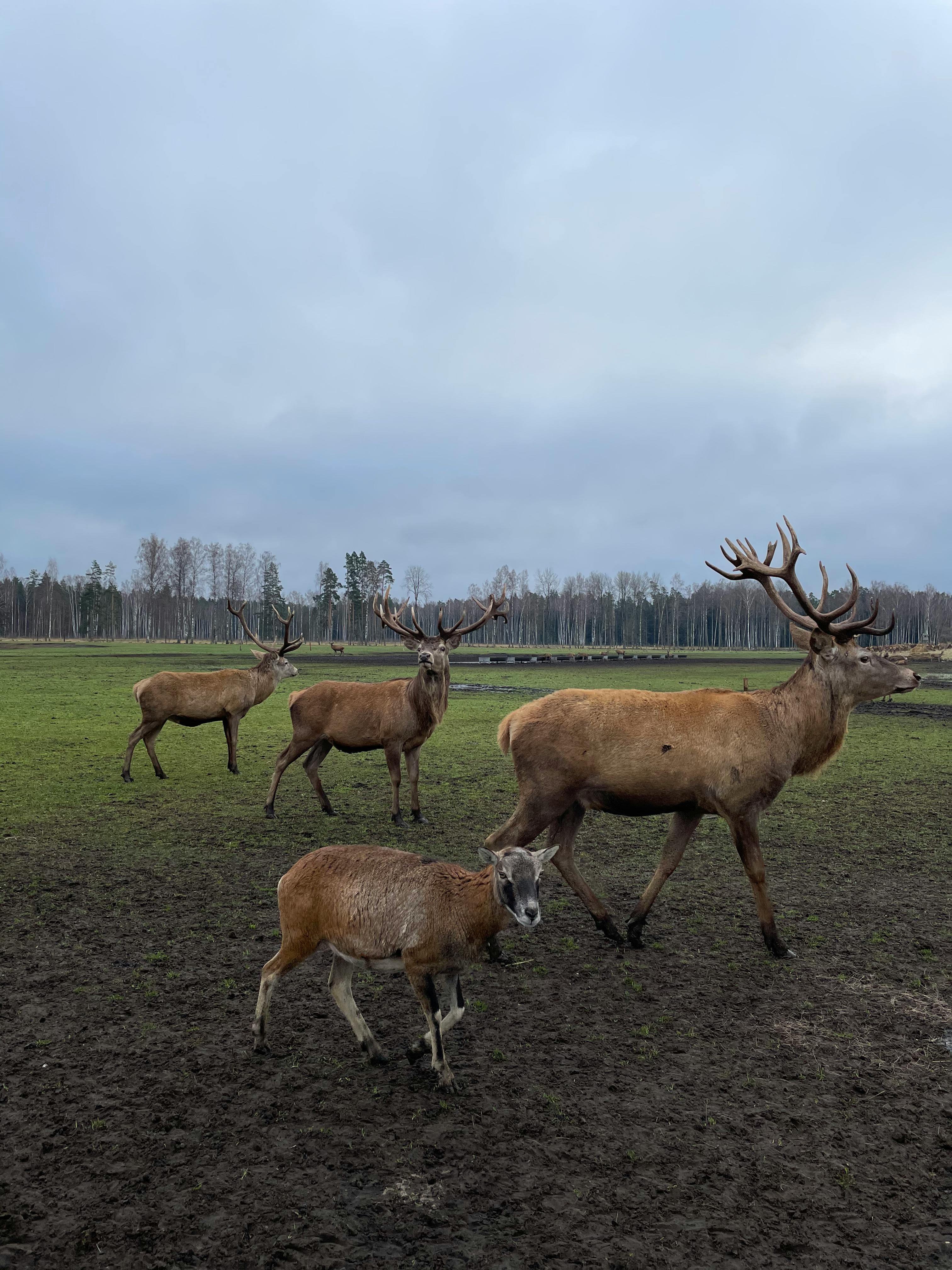 Blue Deer Photos, Download The BEST Free Blue Deer Stock Photos & HD Images