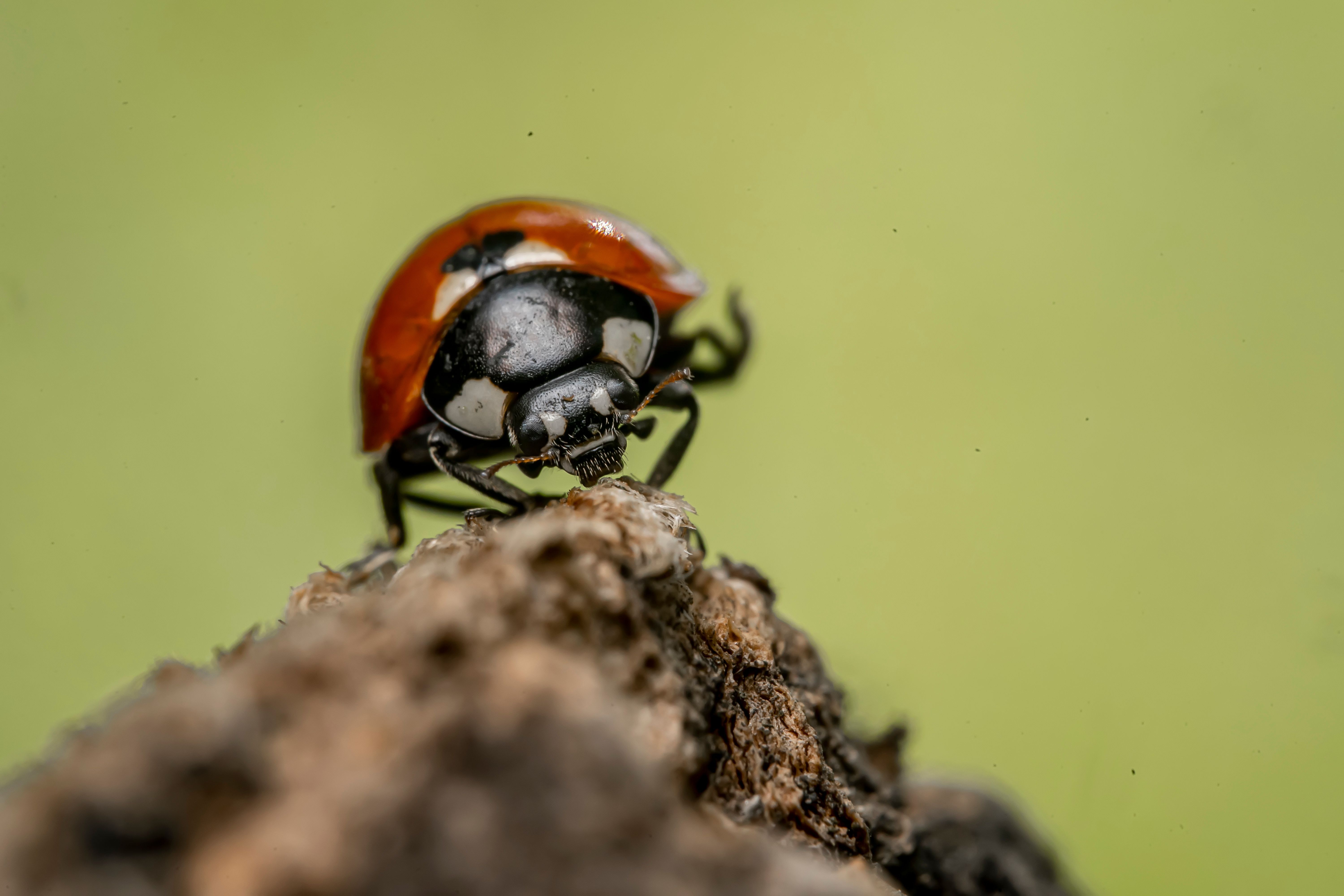 Laby Bugs Mating on Green Surface · Free Stock Photo