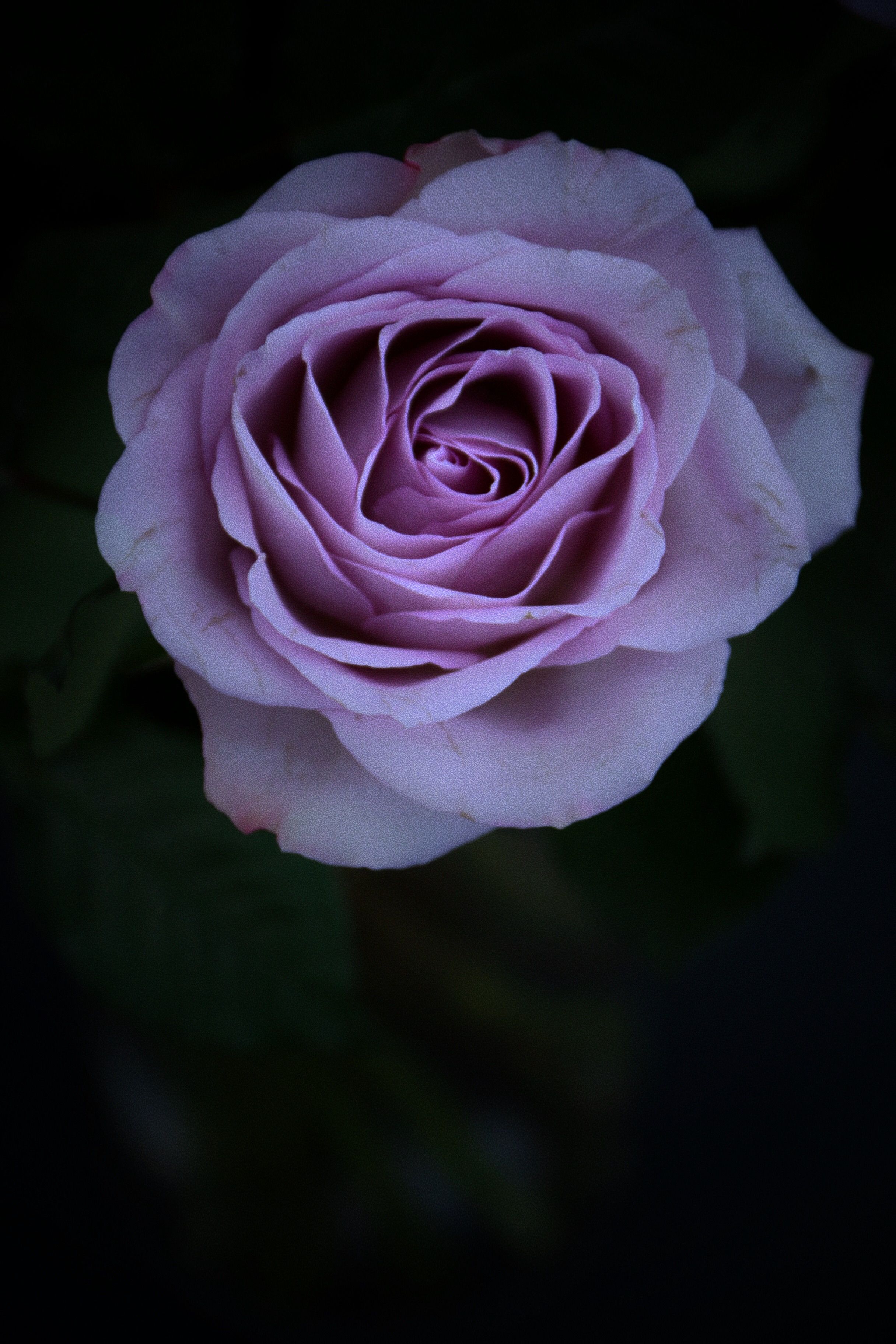 Pink Rose in Close Up Photography · Free Stock Photo