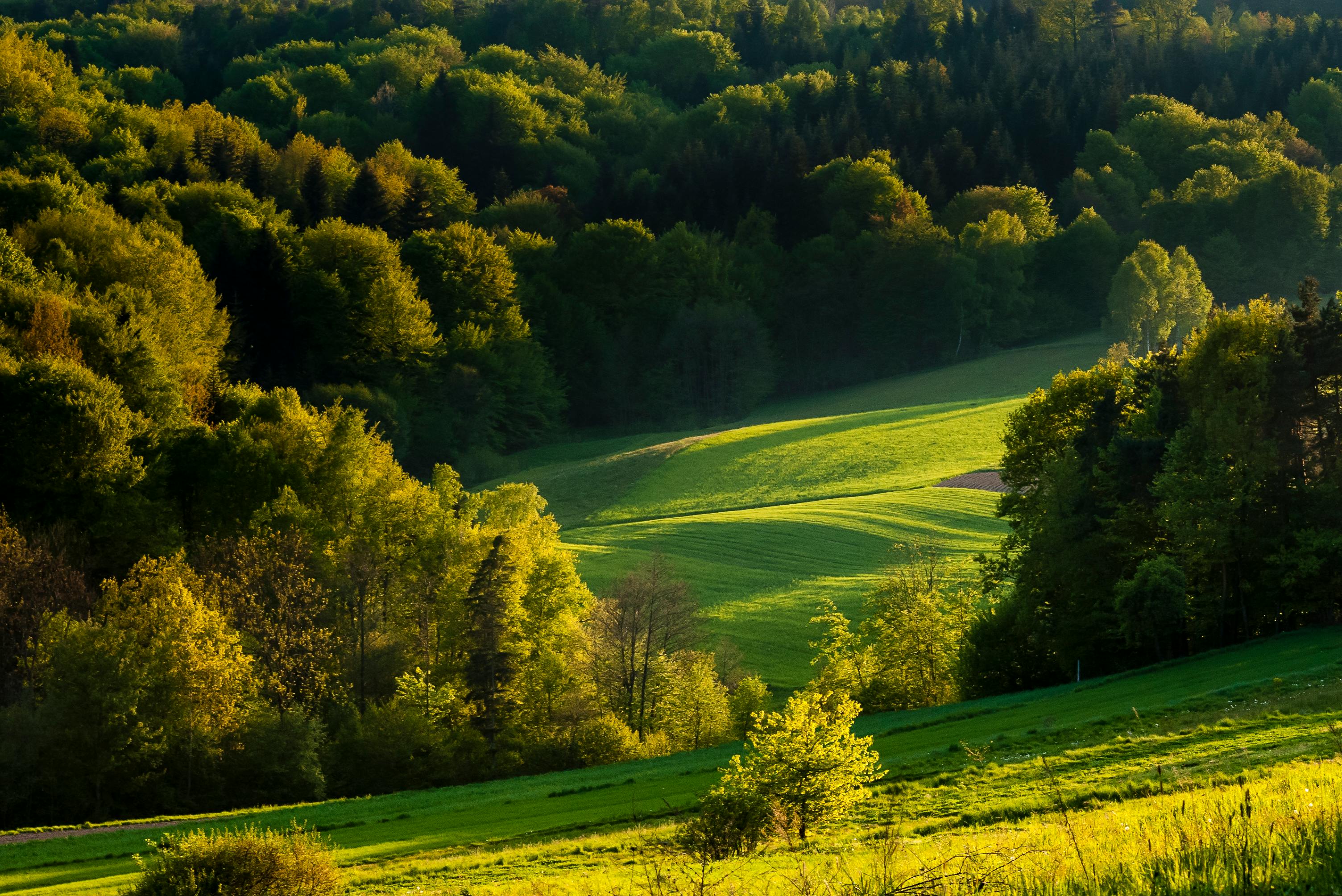 Reflection of Green Trees in Mirror on Grass · Free Stock Photo