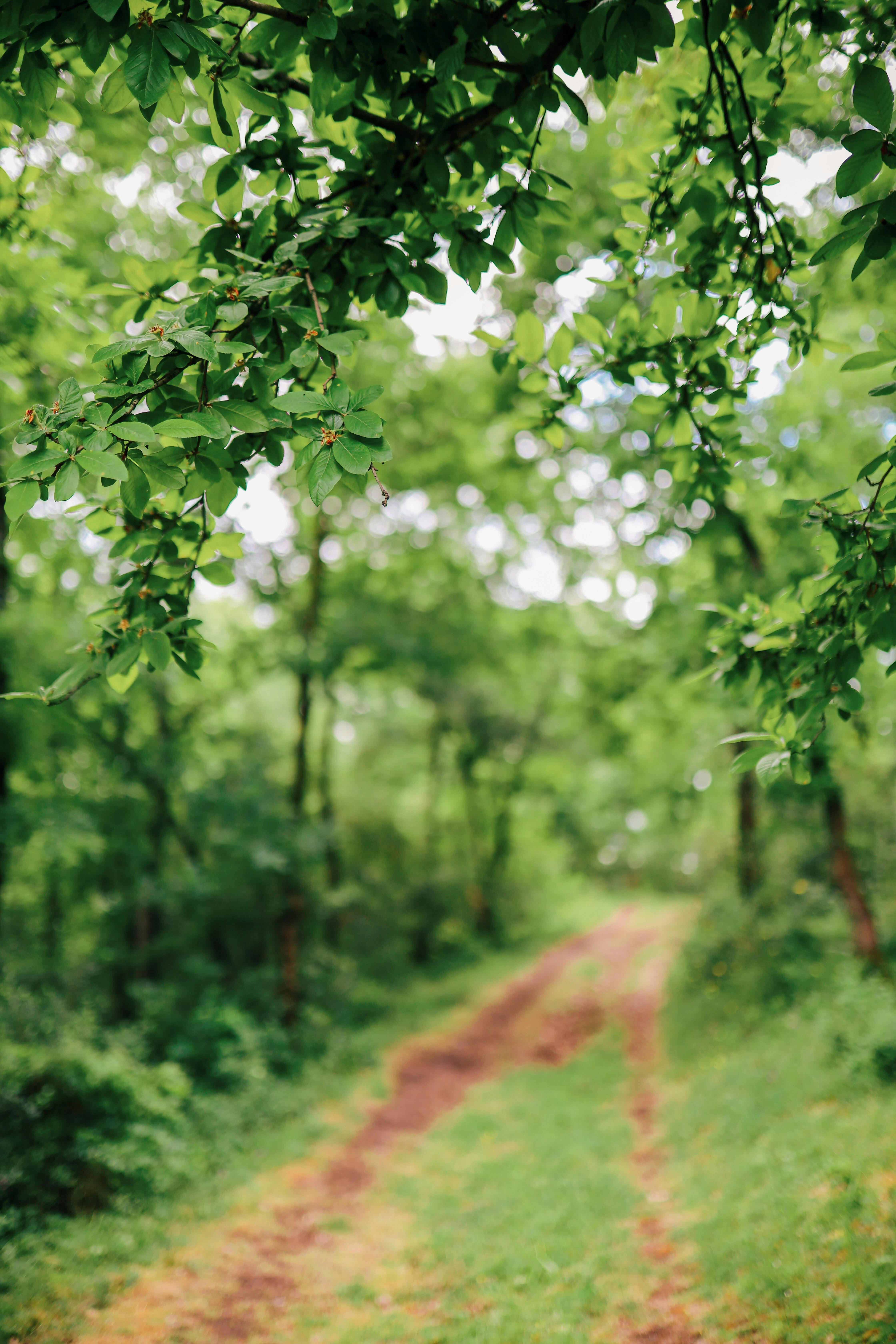 Photo of a Path Between Green Grass · Free Stock Photo