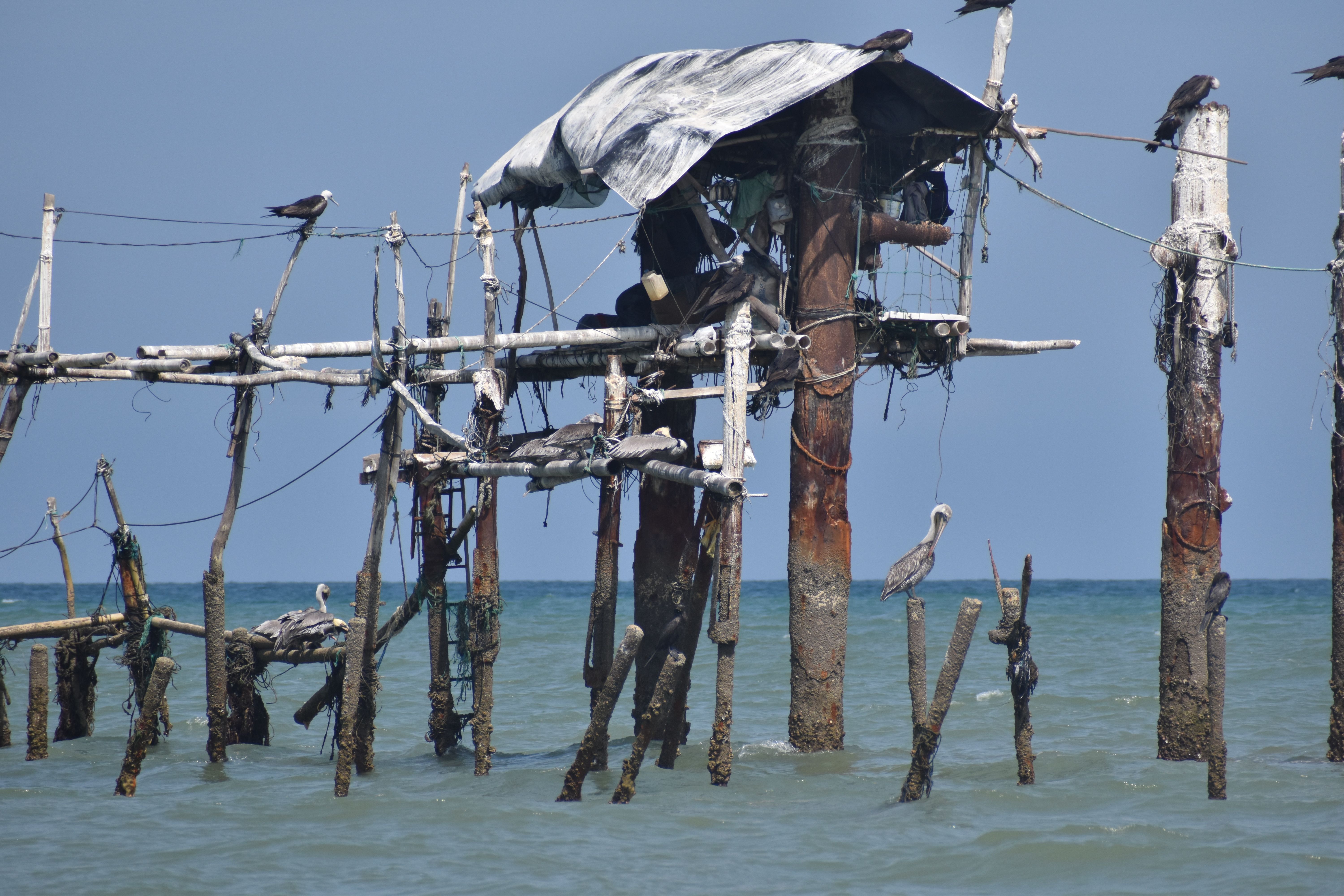 Wooden Post on Seawater · Free Stock Photo