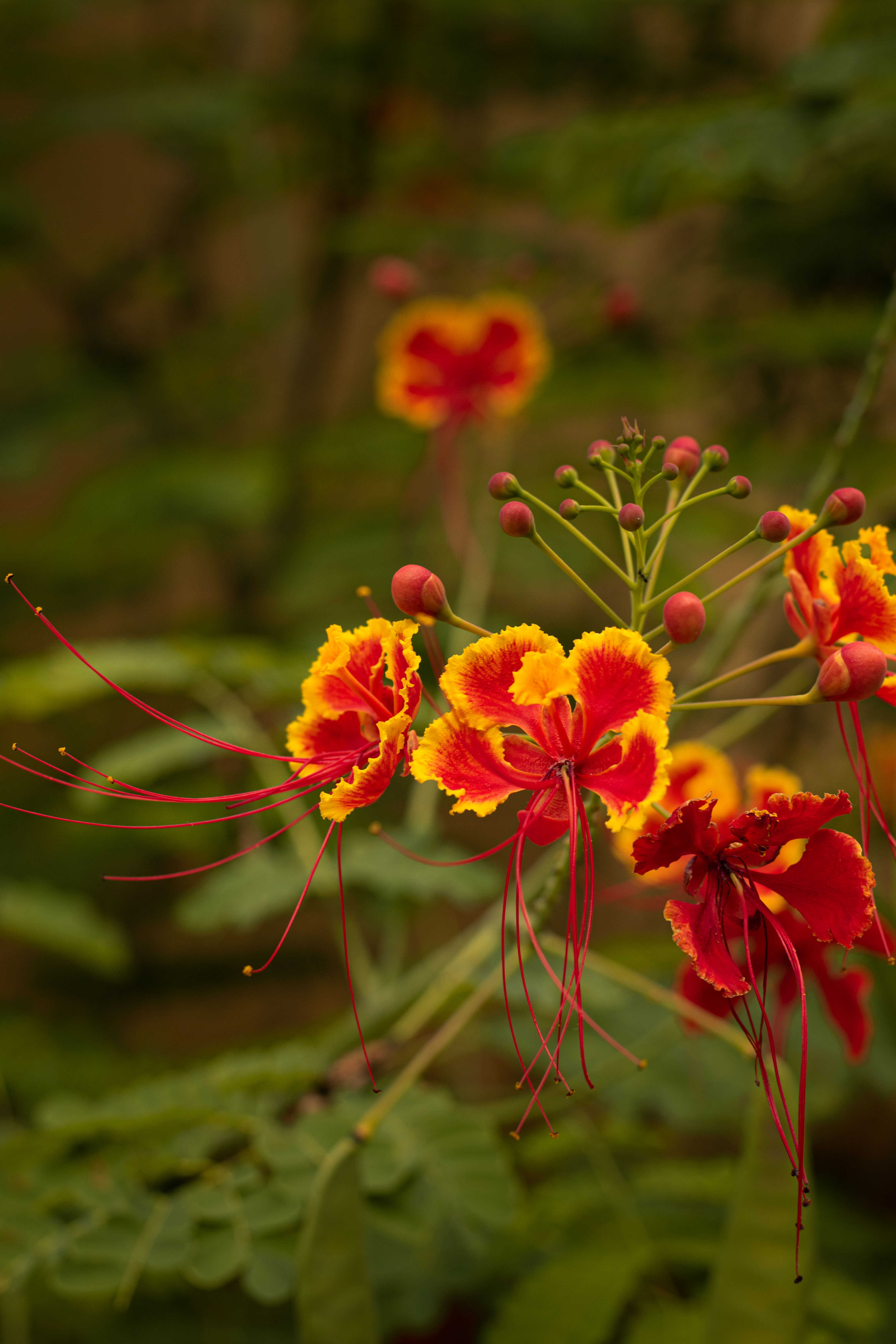 Red and Yellow Flowers in Bloom · Free Stock Photo
