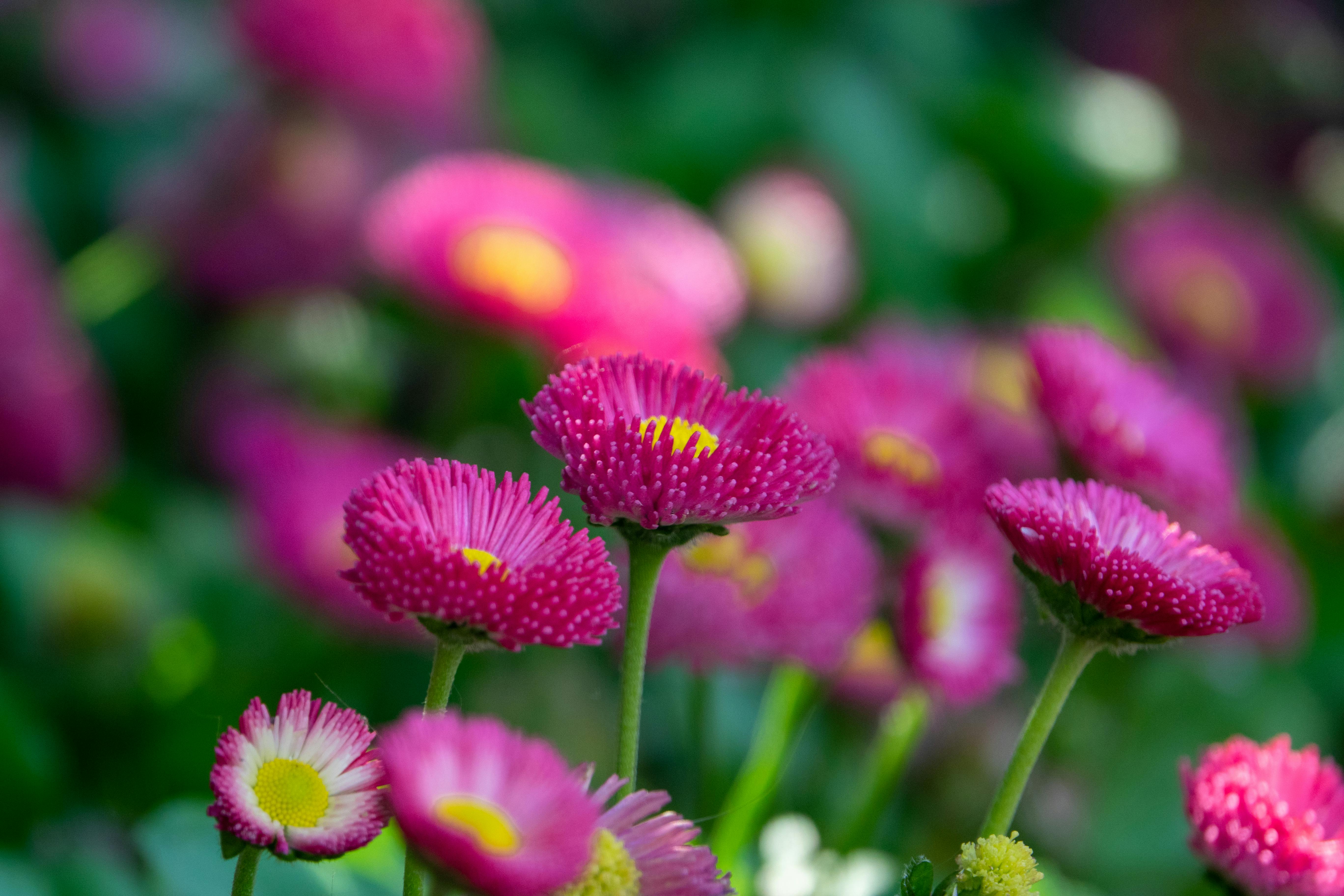 Pink Asters in Bloom · Free Stock Photo