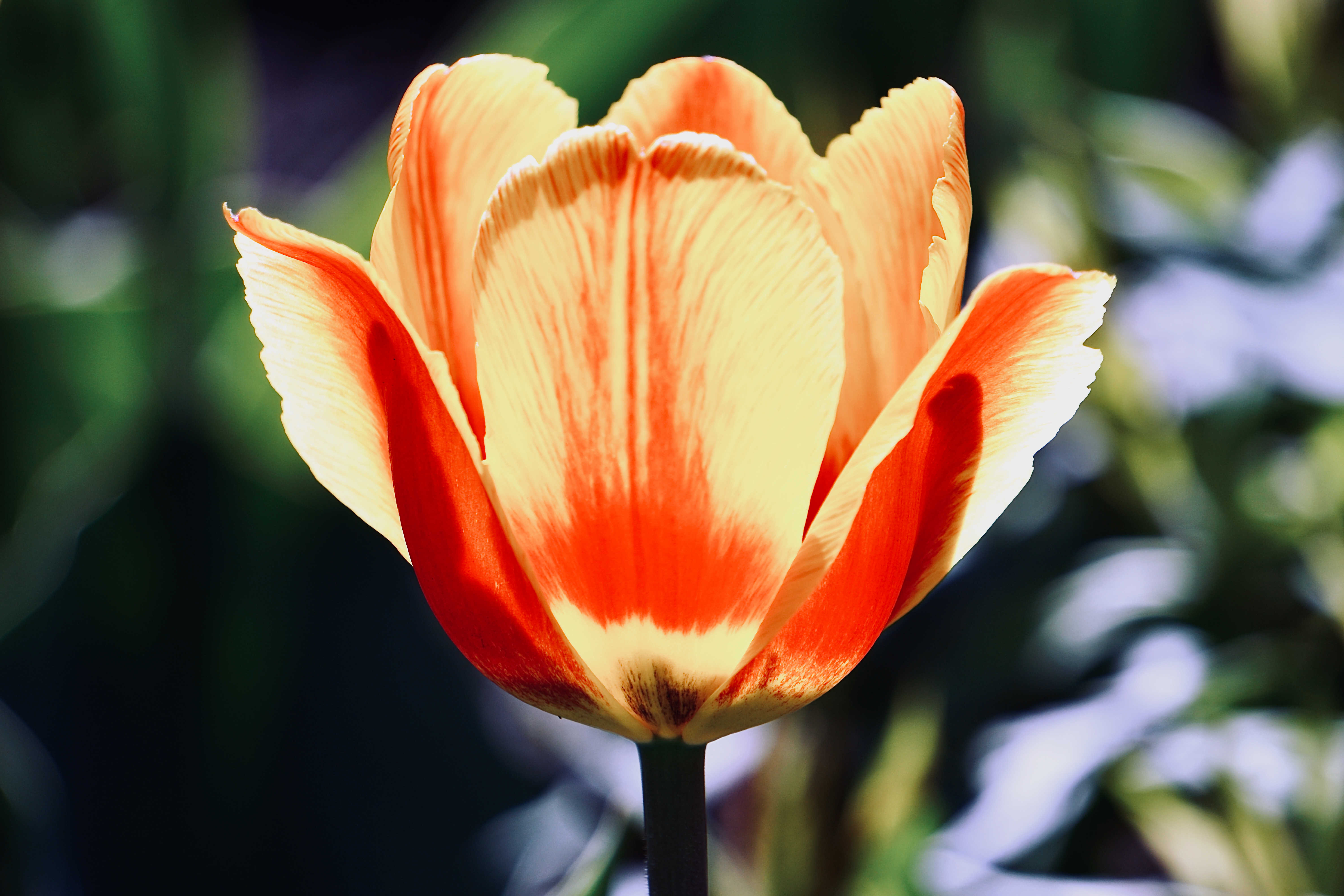 Close-up Photo of Tulipa Greigii Flower · Free Stock Photo