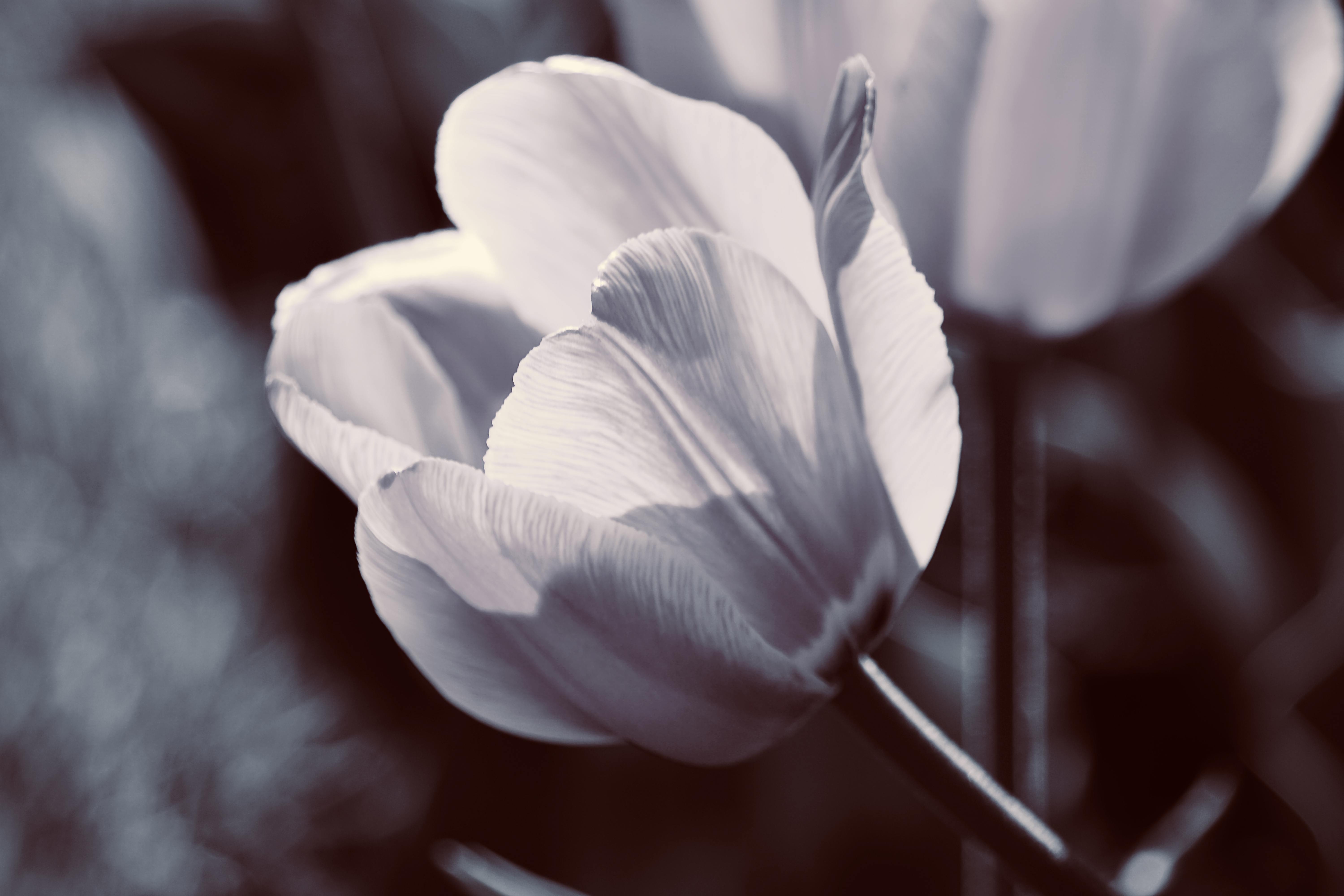 Grayscale Photo of a Tulip Flower Bud · Free Stock Photo