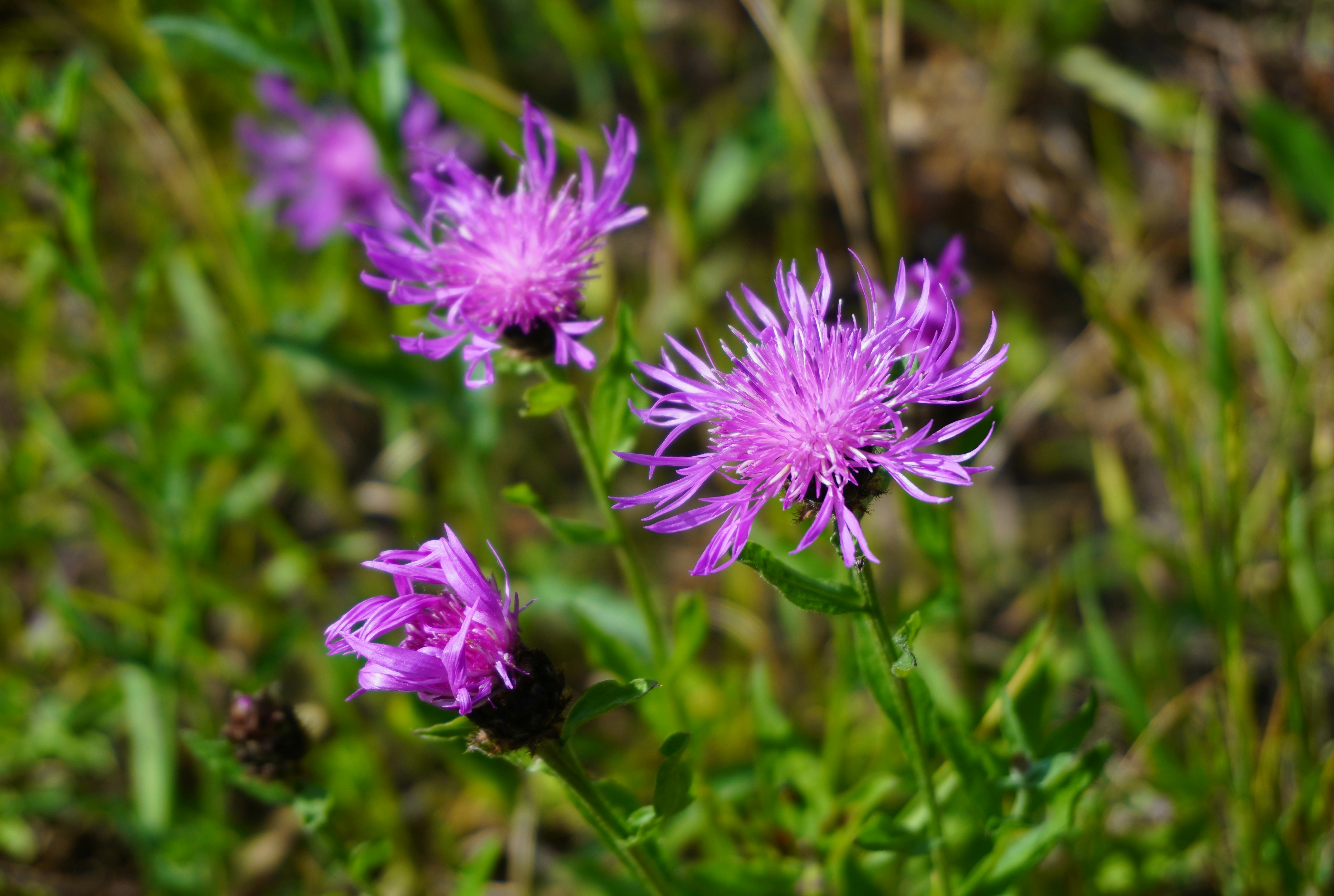 Brown Knapweed in Bloom · Free Stock Photo