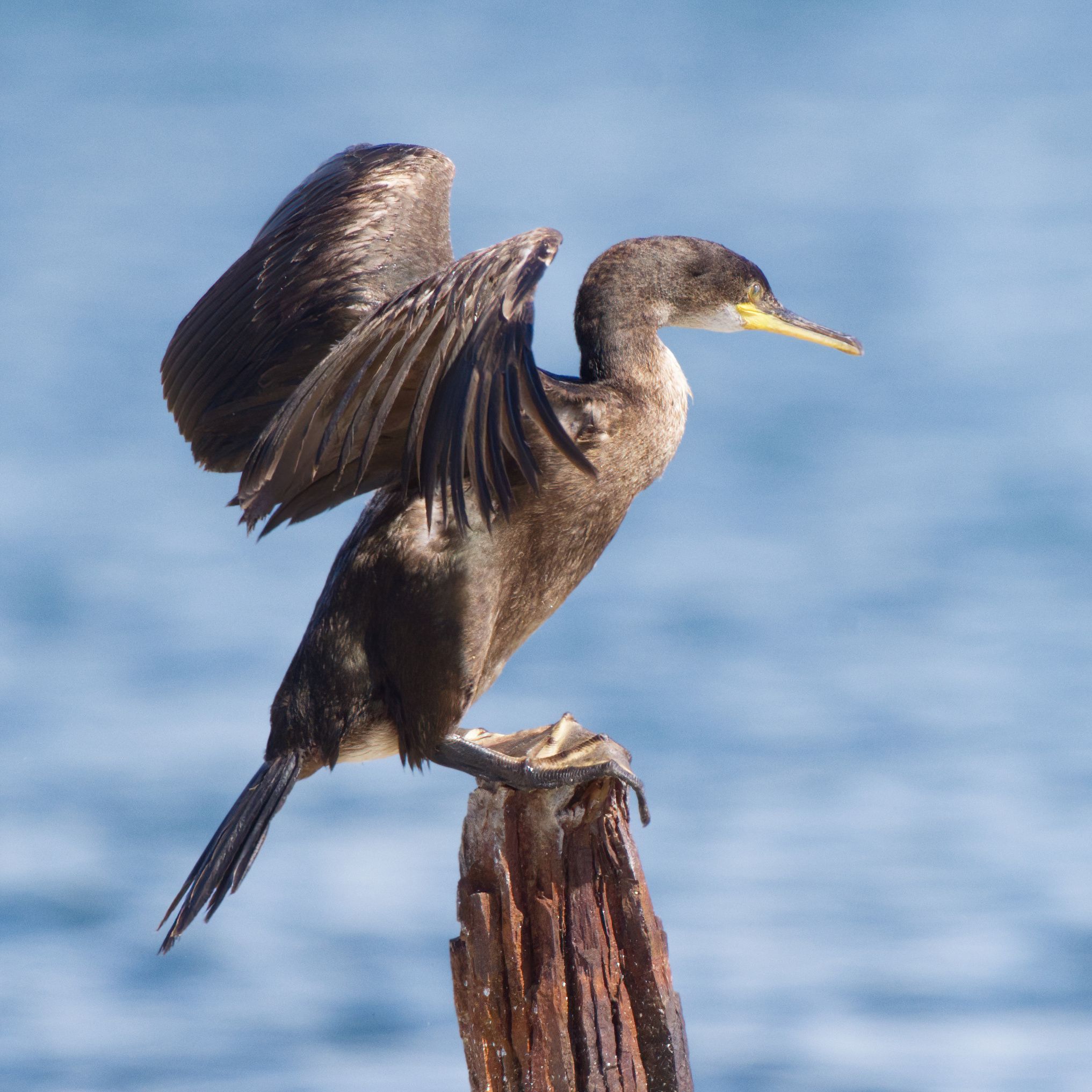 Close-Up Photography of Cormorant Bird · Free Stock Photo
