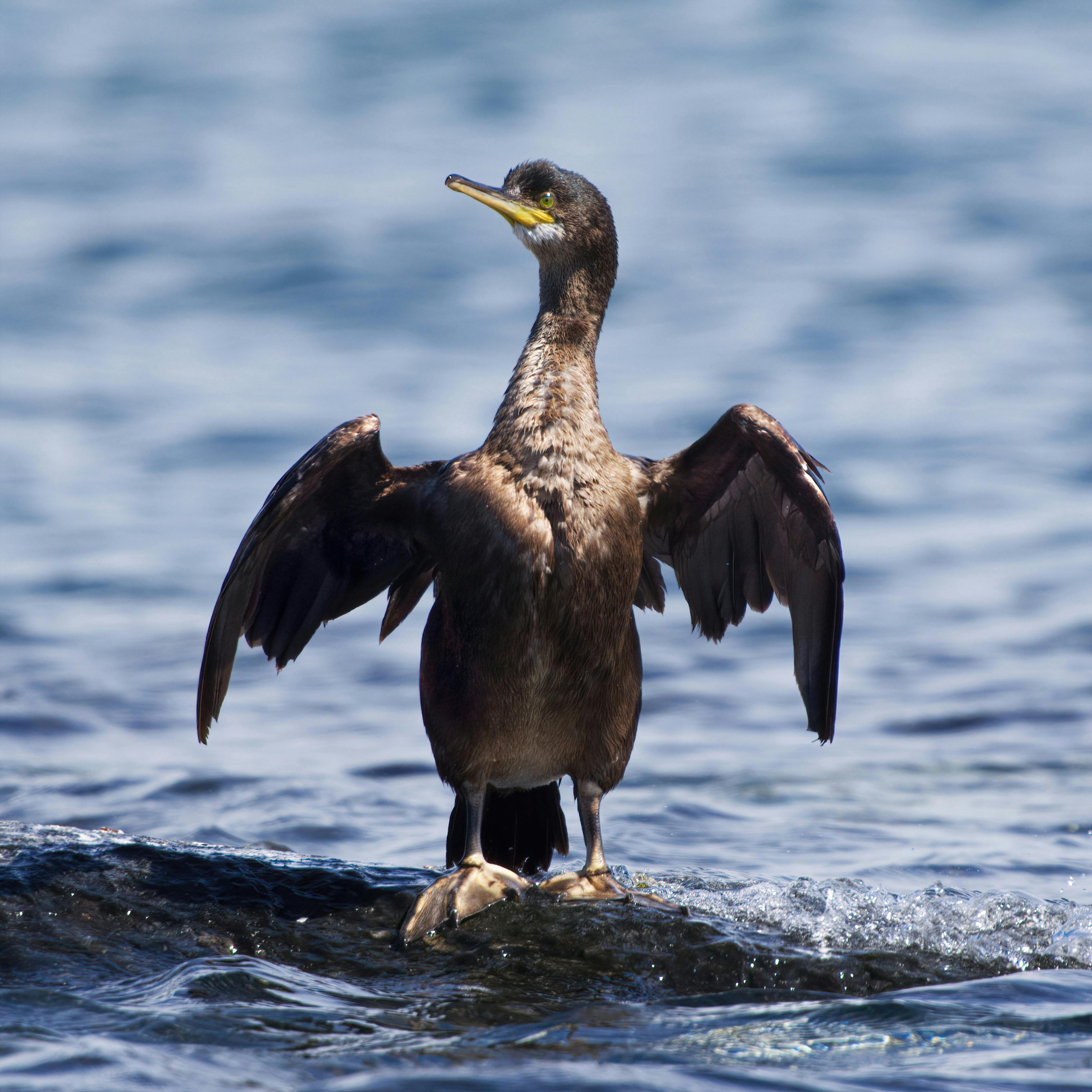 Foto Terak Terbaik · Unduh Gratis 100% · Foto Stok Pexels