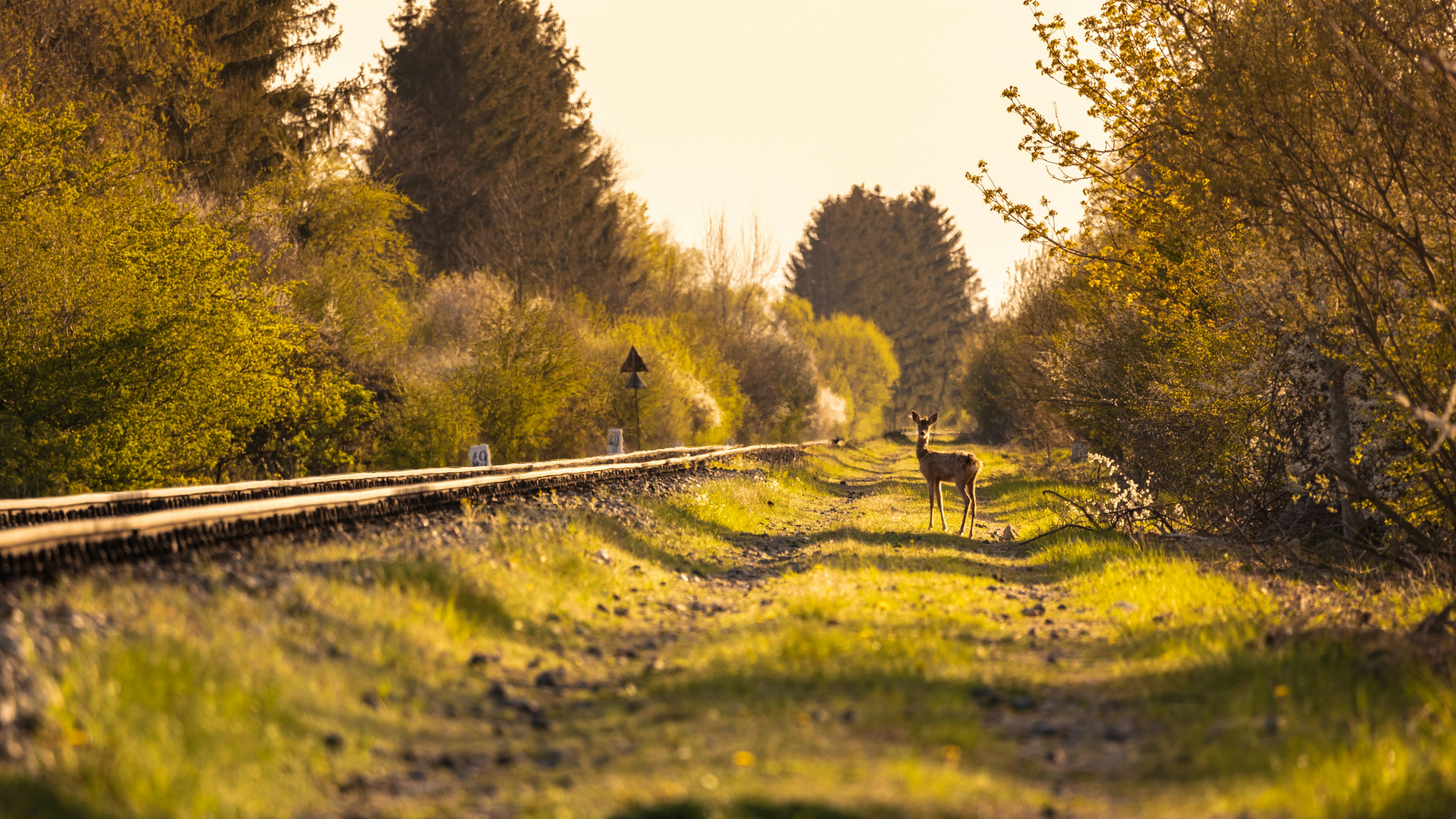 Brown Deer in an Unpaved Pathway · Free Stock Photo