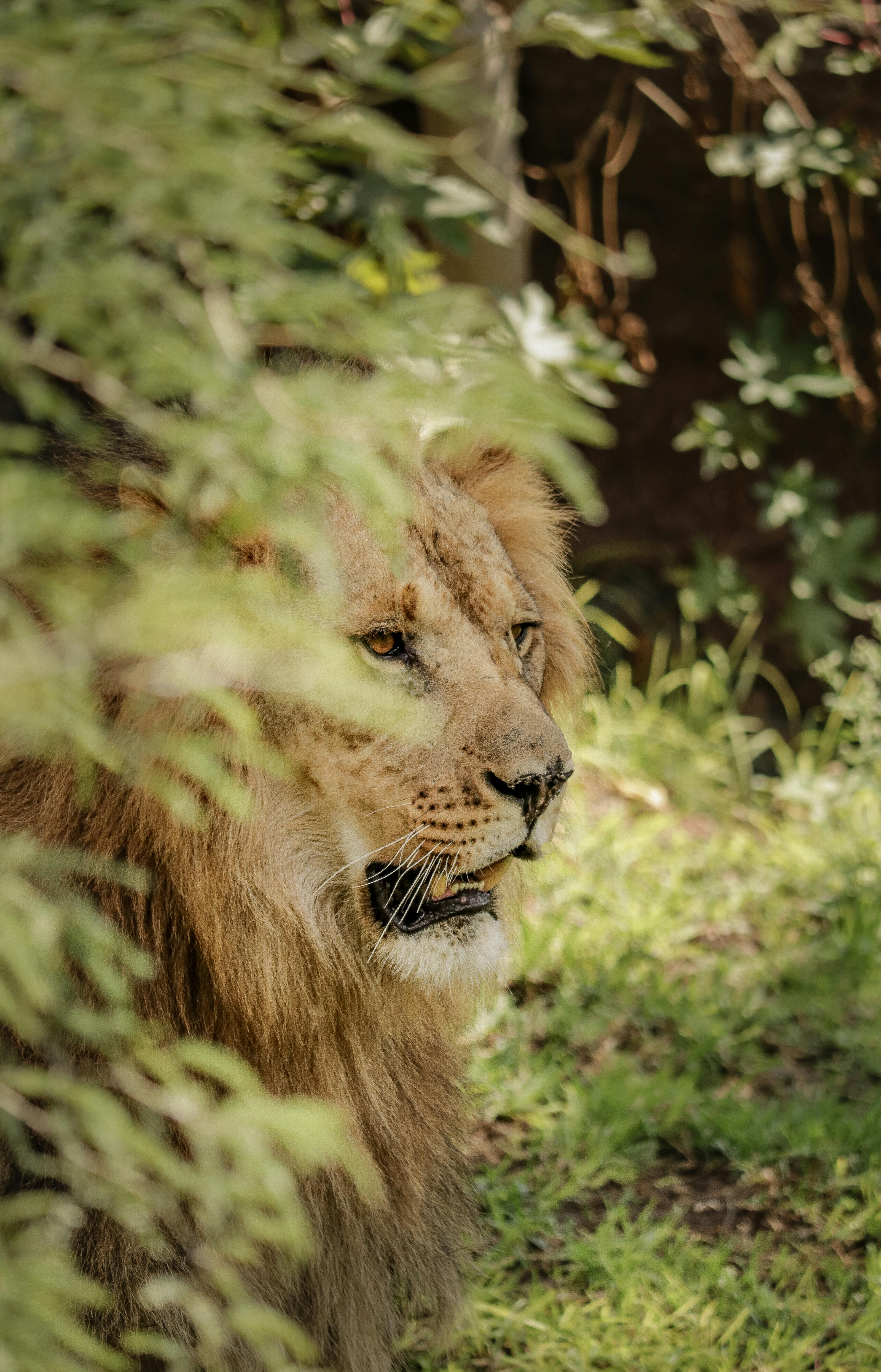 A Lion on a Green Grass Field · Free Stock Photo