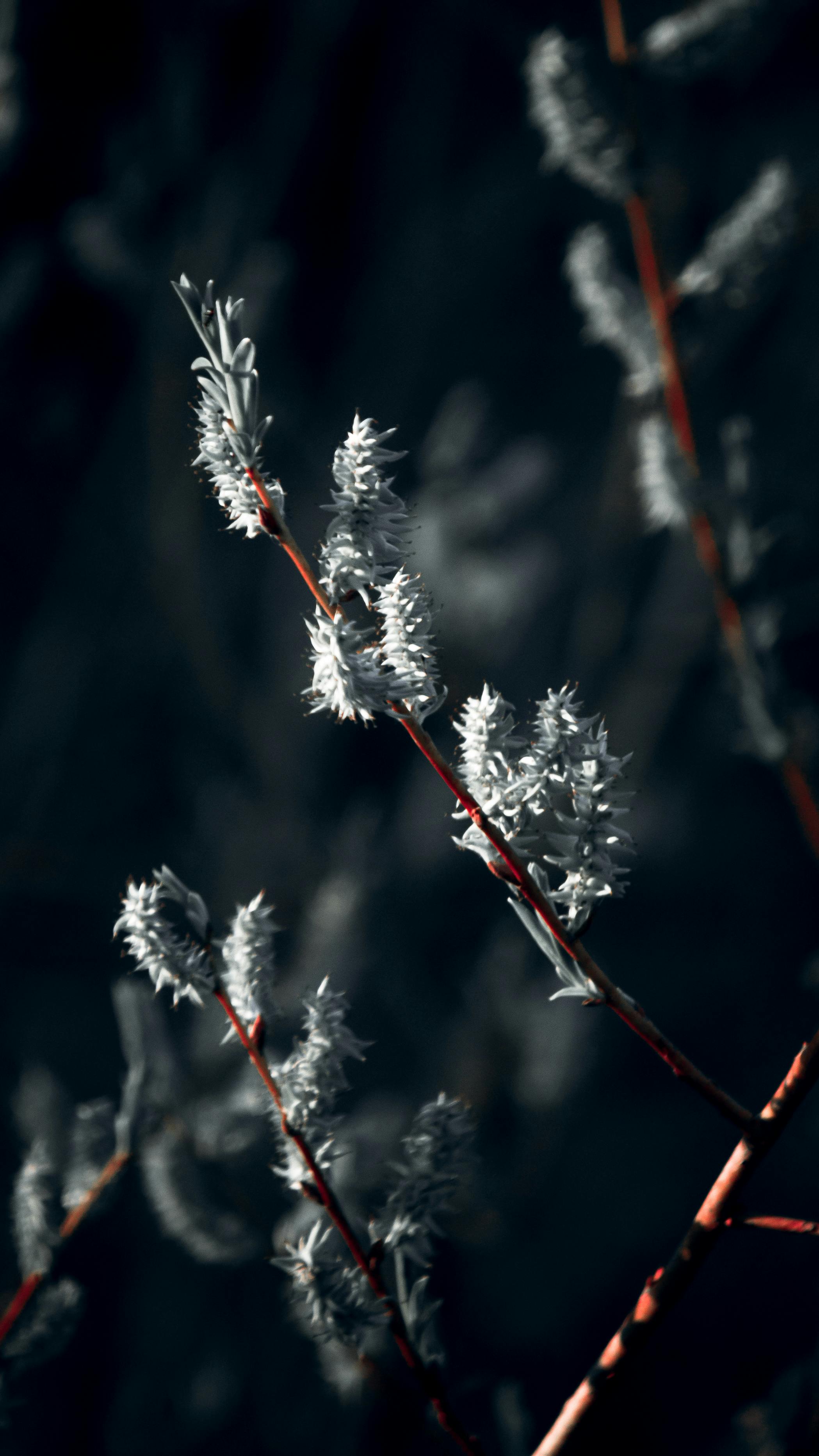 Shrub Branch with Blue Flowers · Free Stock Photo
