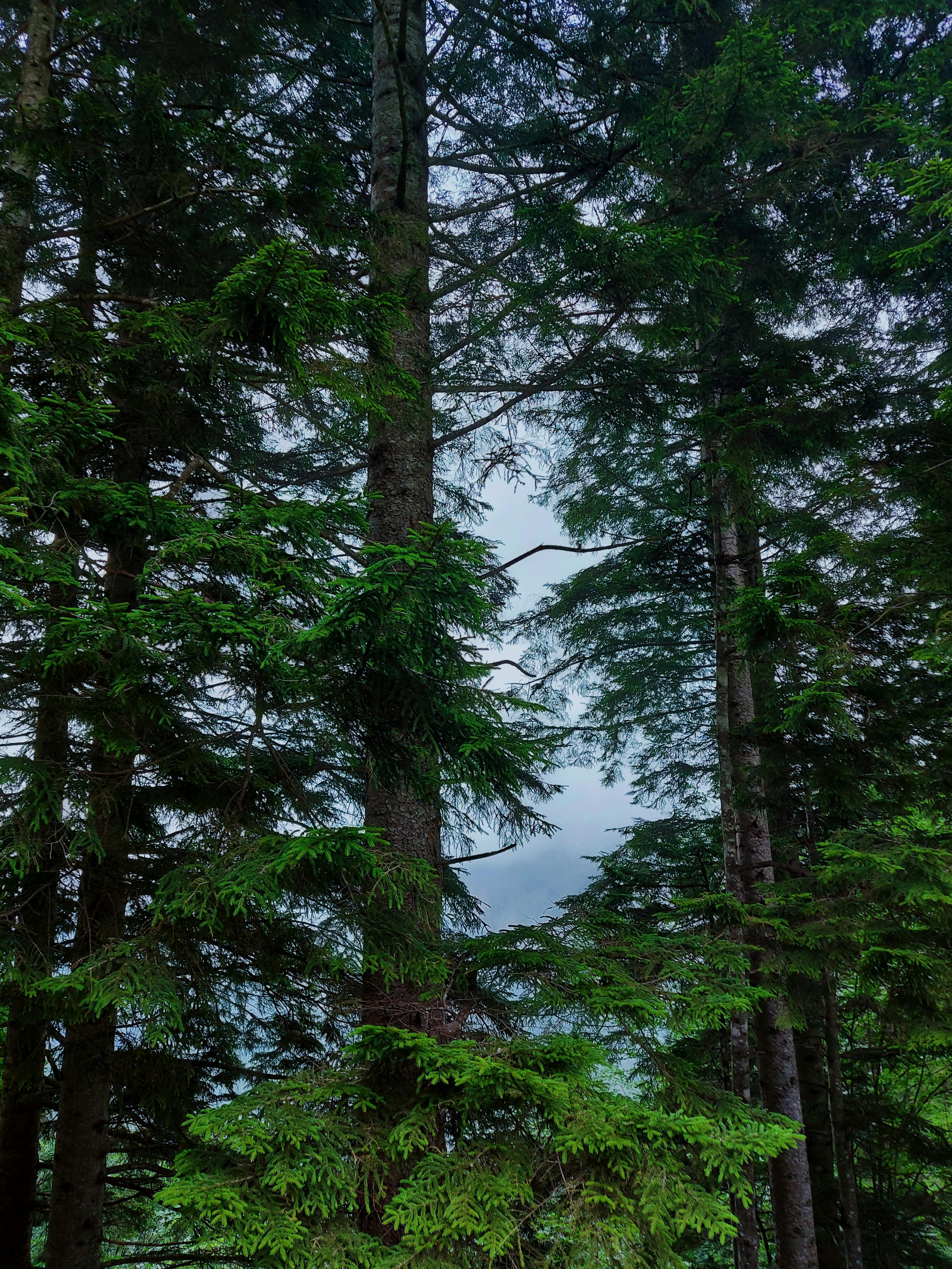 Green Tall Trees · Free Stock Photo