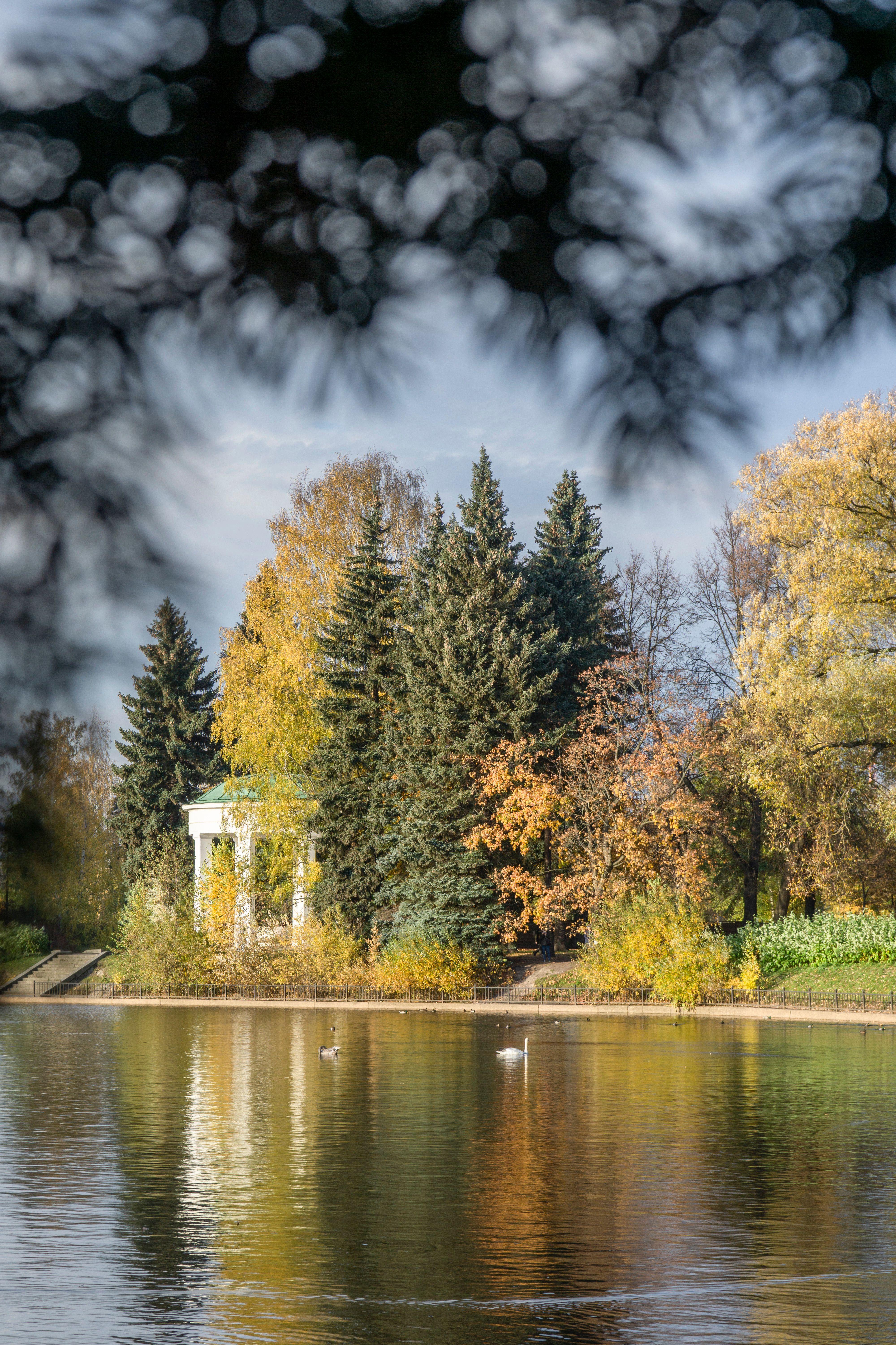 Trees on a Lakeside · Free Stock Photo