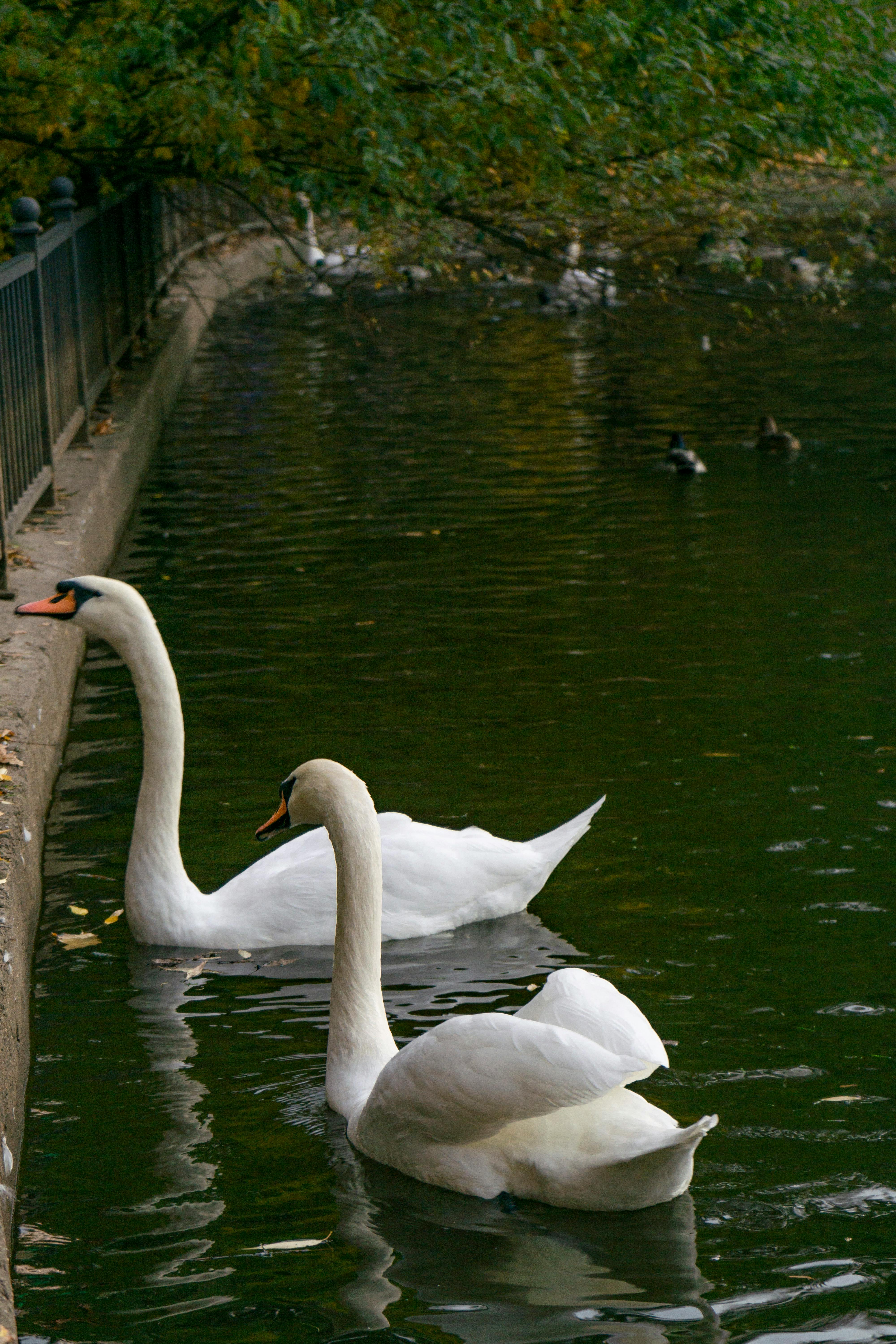 White Swans on Water · Free Stock Photo
