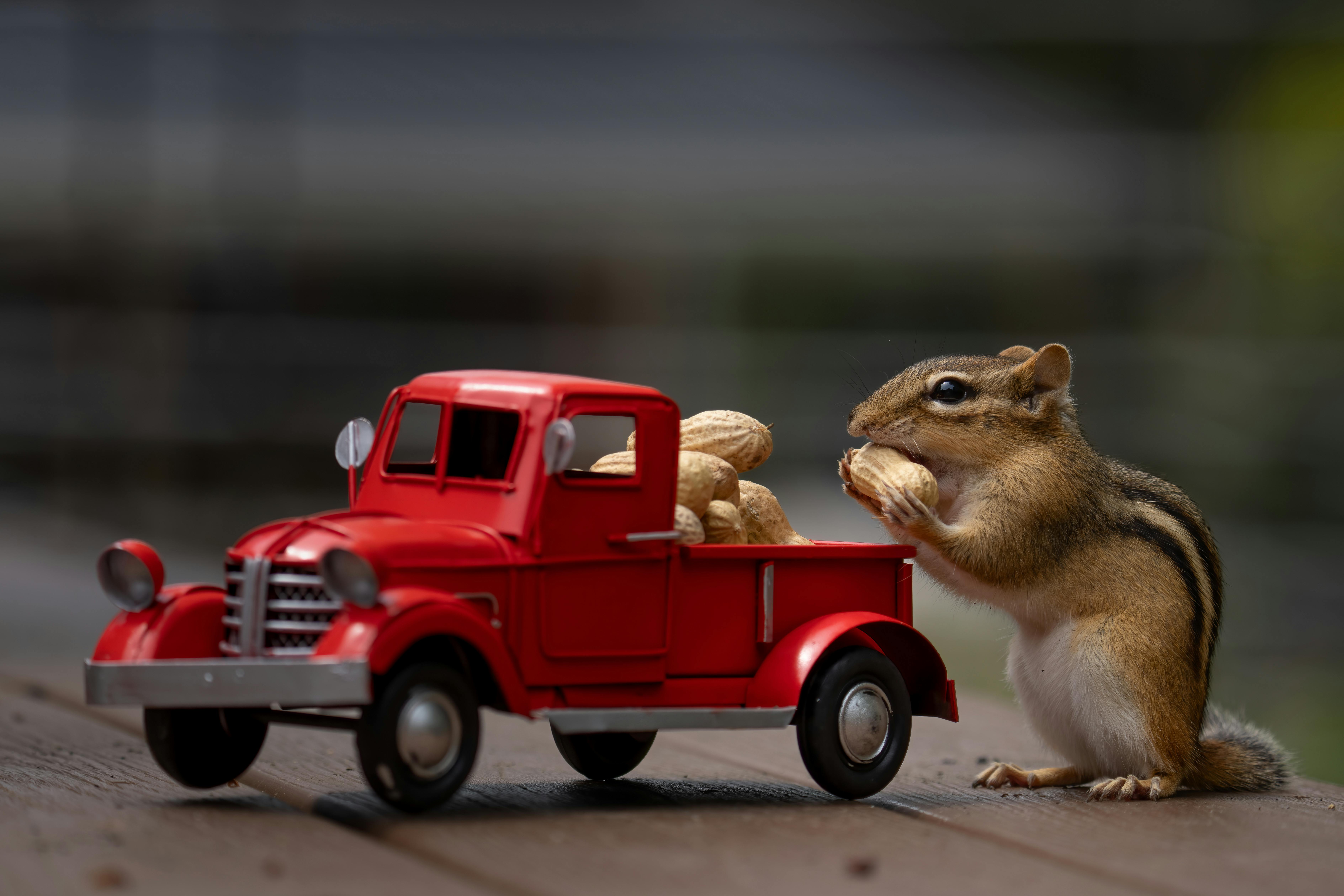 Close-up Photo of a Chipmunk eating Peanuts from a Toy Truck · Free ...