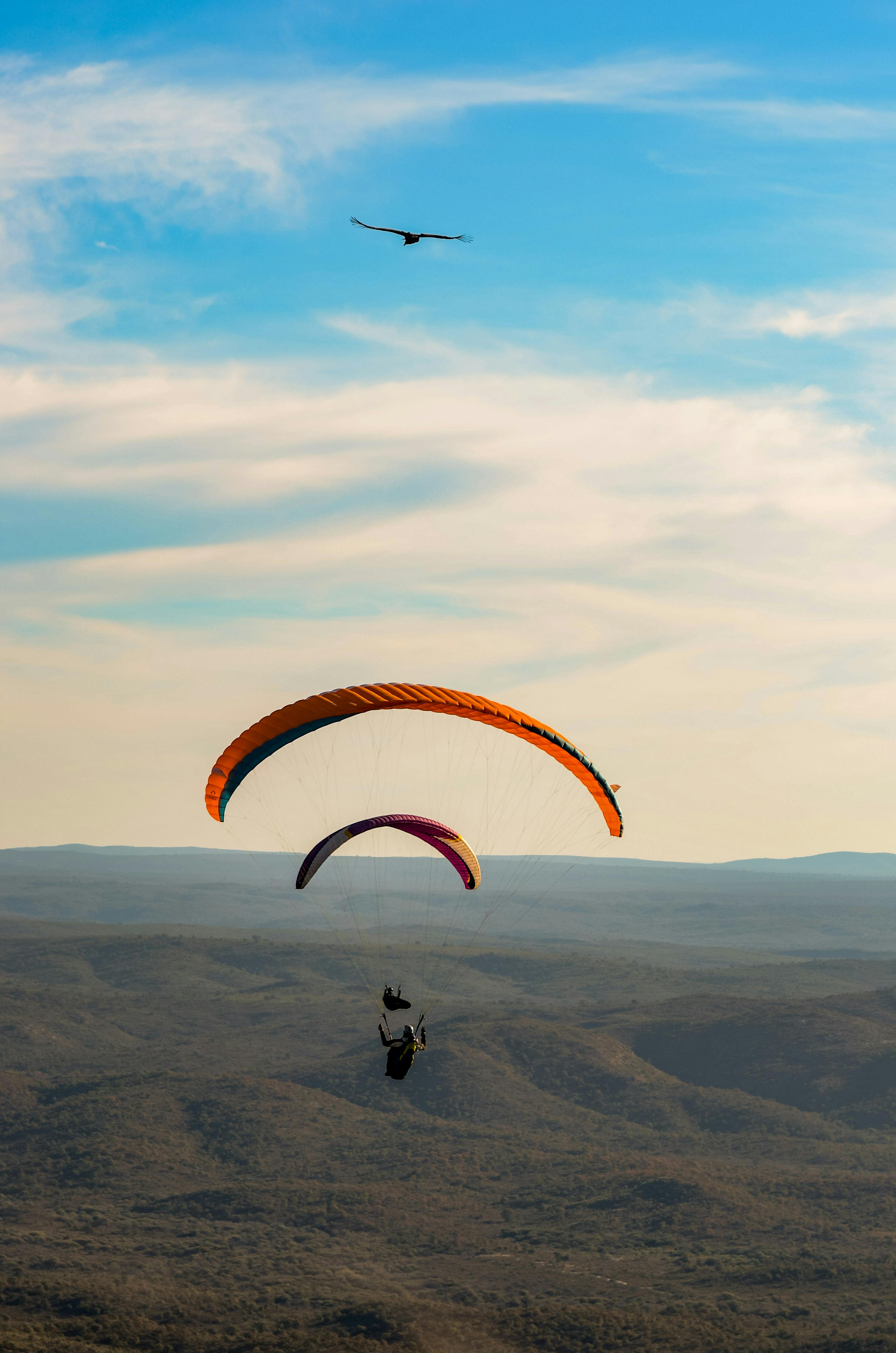 A Bird Flying Over a Person Paragliding · Free Stock Photo