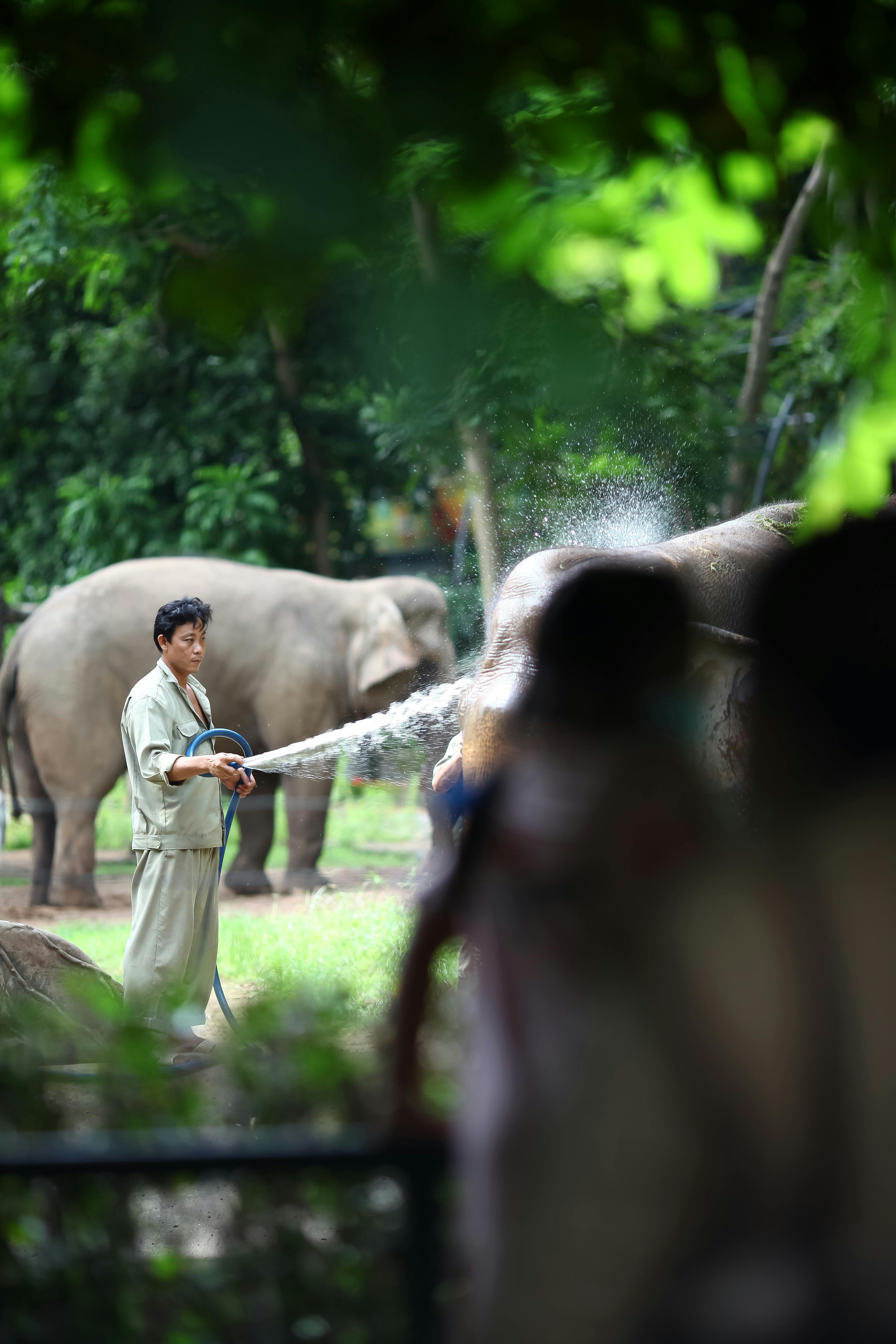 Caretaker washing the Elephants · Free Stock Photo