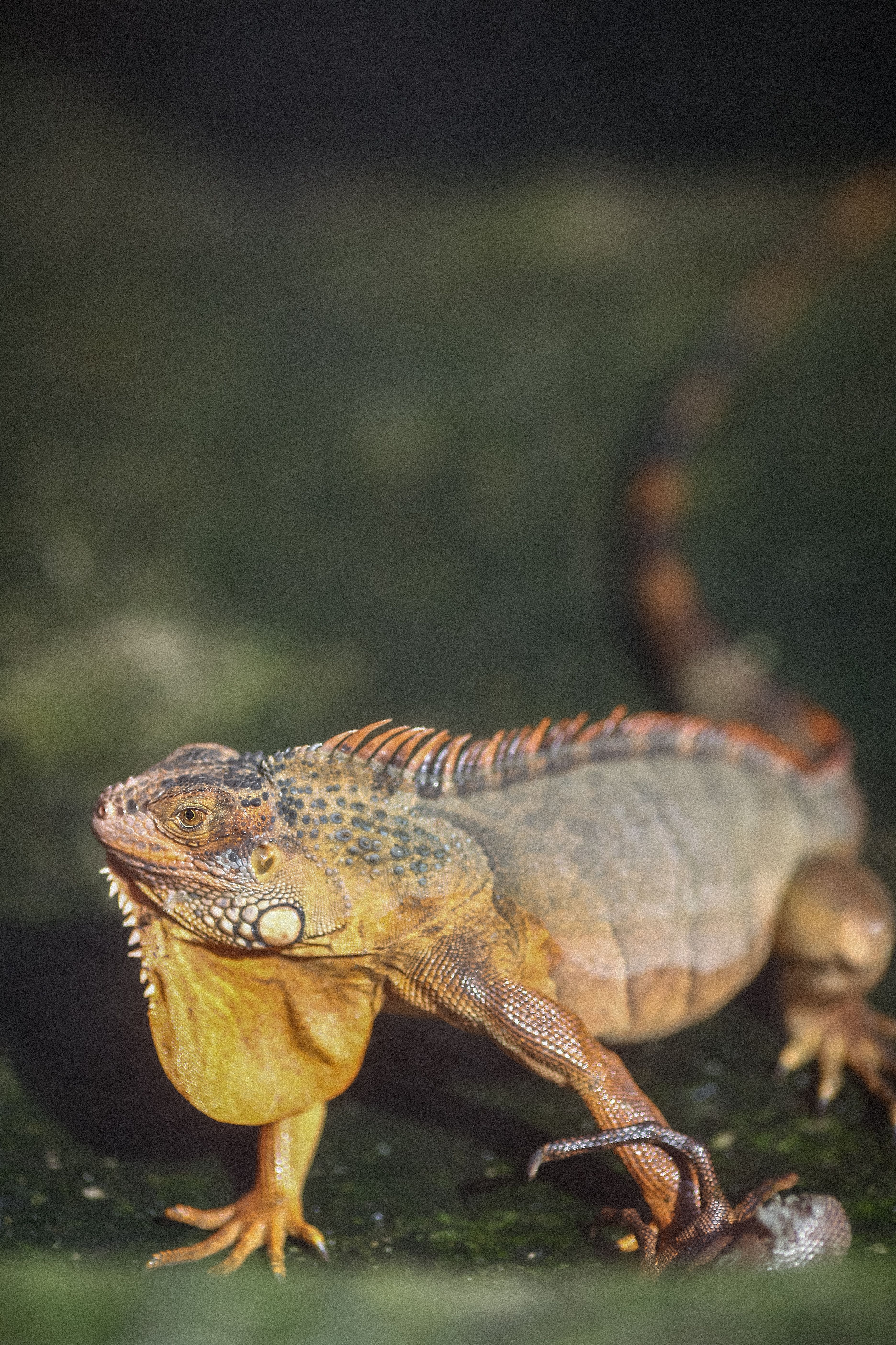 Iguana in Close Up Photography · Free Stock Photo