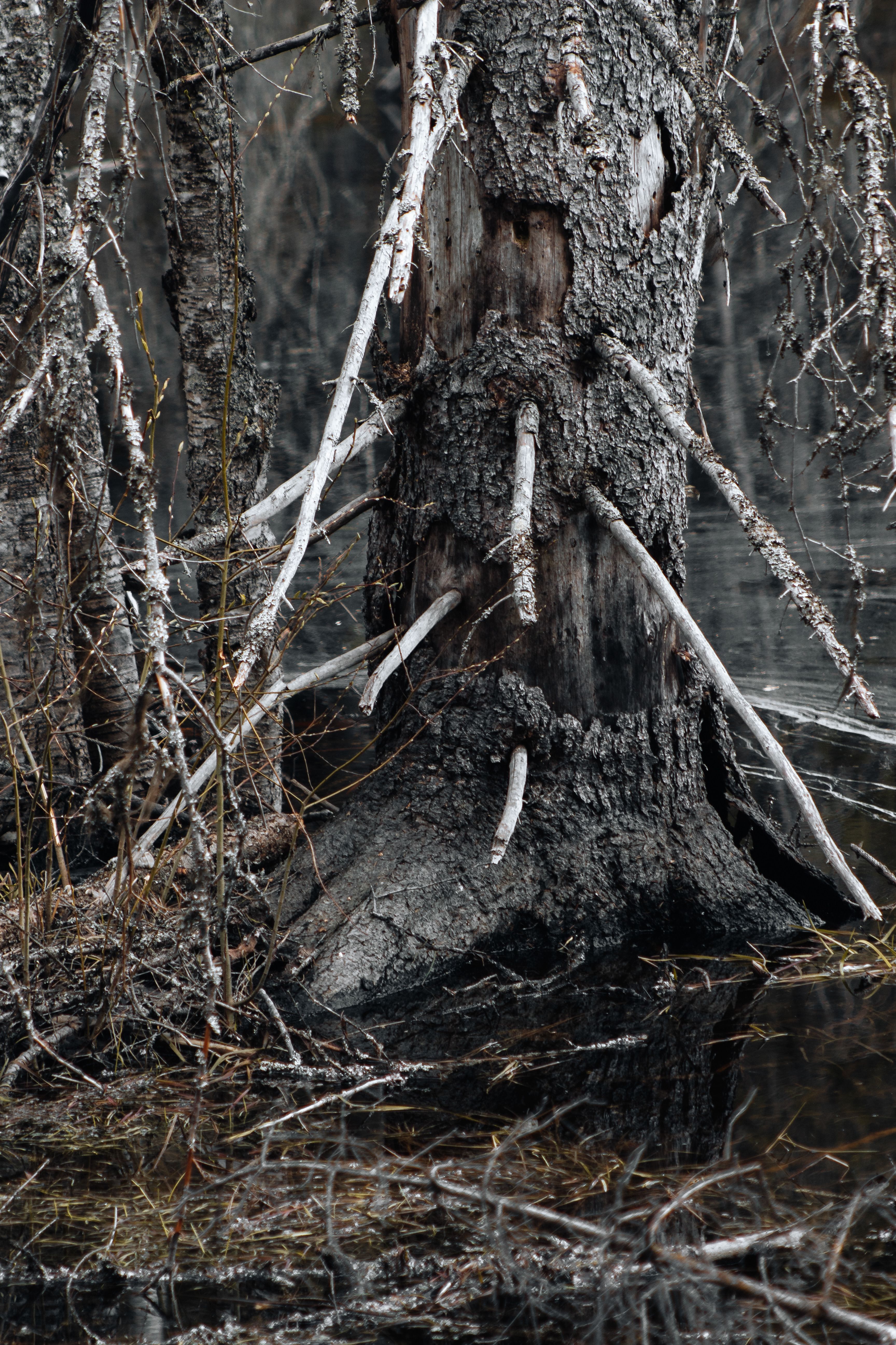 Close-up Photo of a Tree Trunk · Free Stock Photo