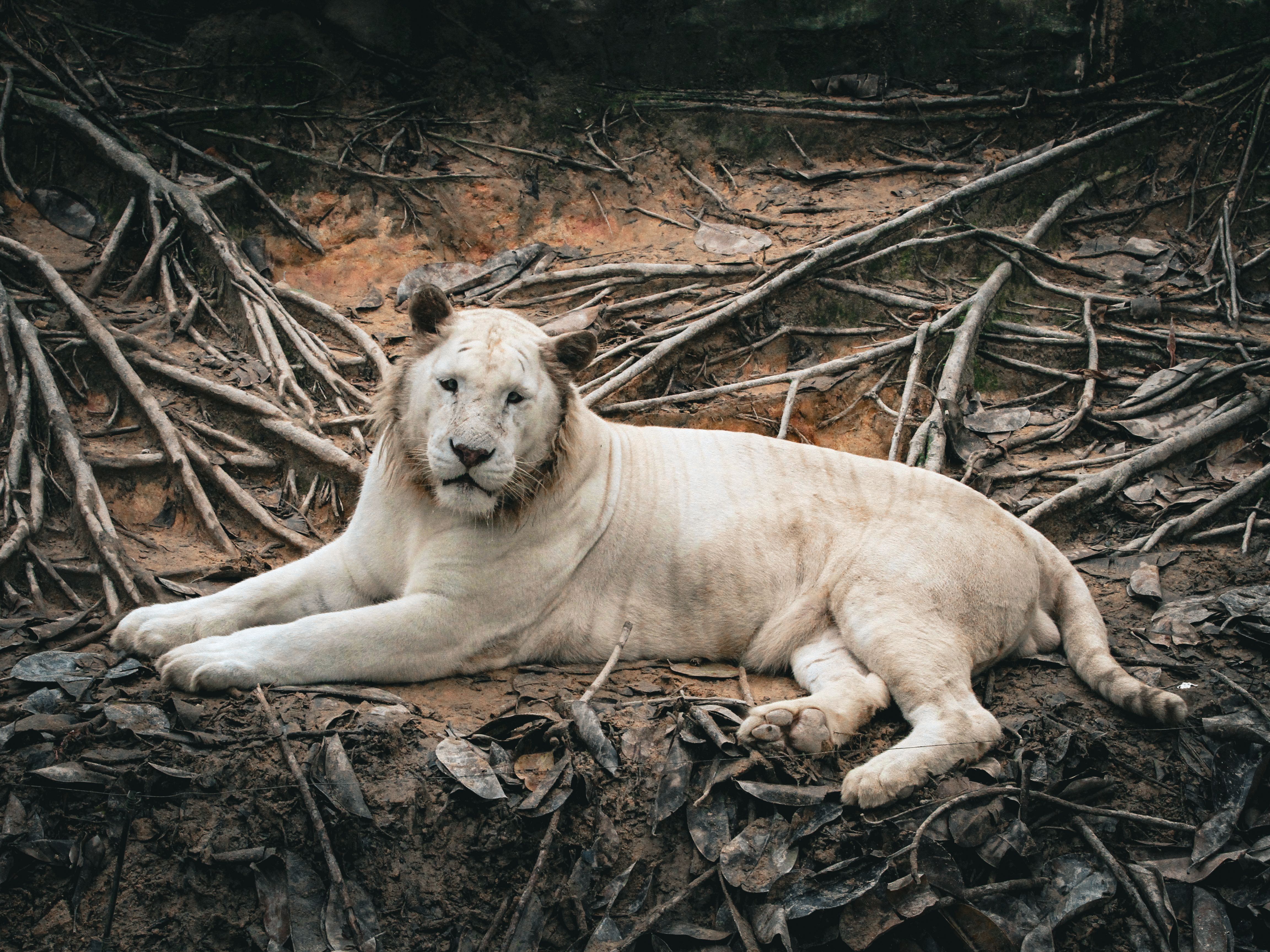 Lion Cameroon Photos, Download The BEST Free Lion Cameroon Stock Photos ...