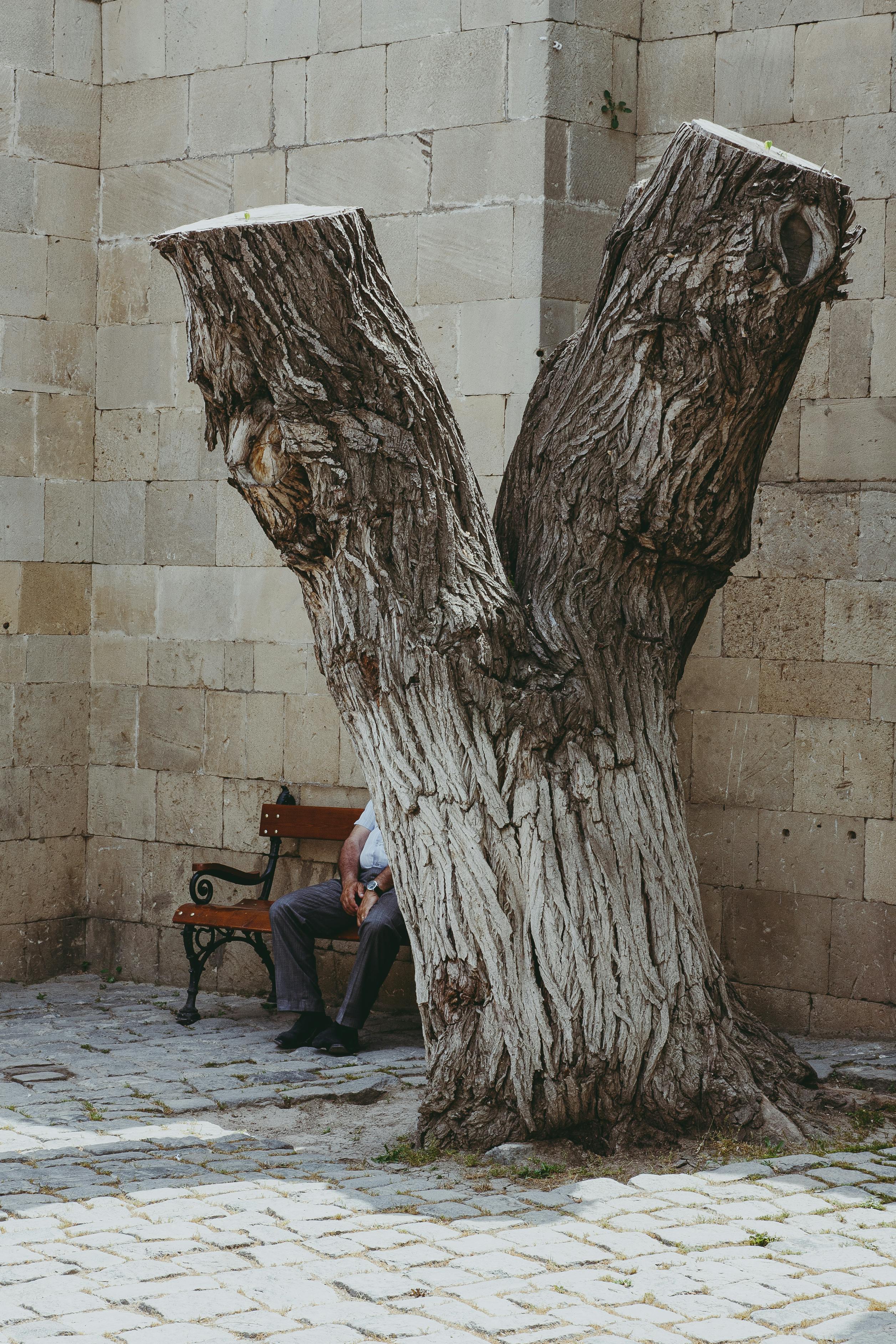 Old Cut Tree Trunk in Yard · Free Stock Photo