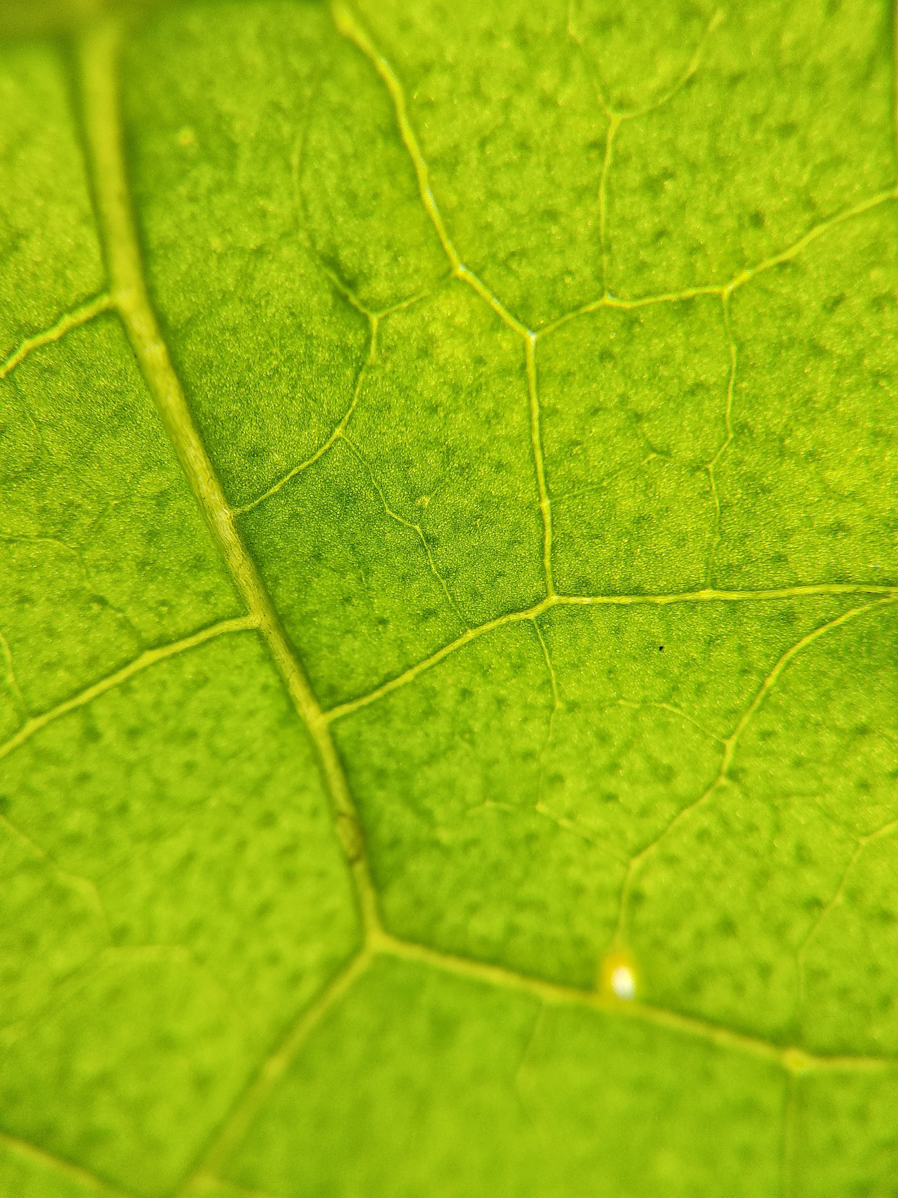 Close-up Photo of a Green Leaf · Free Stock Photo