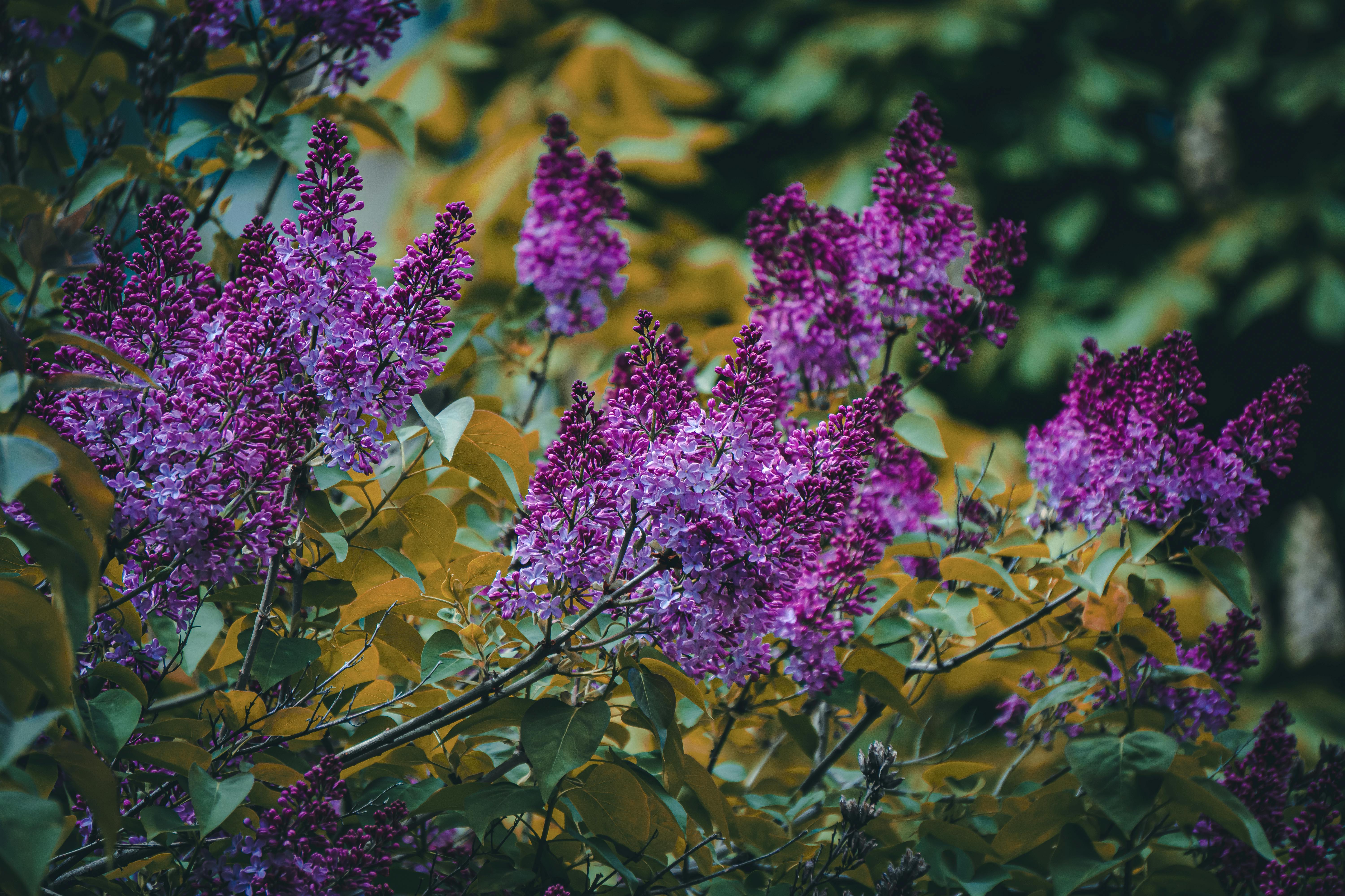 Close-up Photo of Lilac Flowers · Free Stock Photo