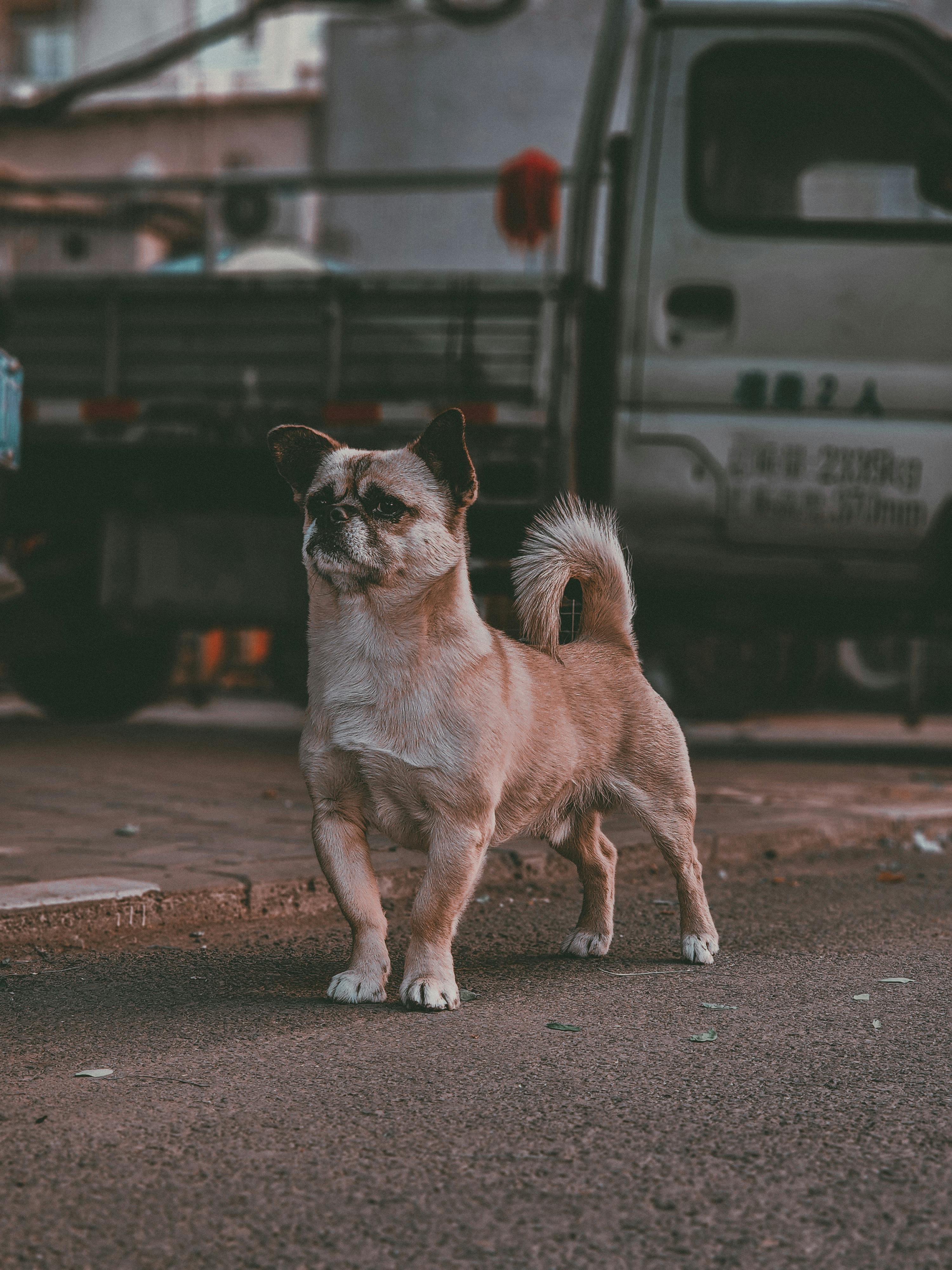 Dog on Road · Free Stock Photo