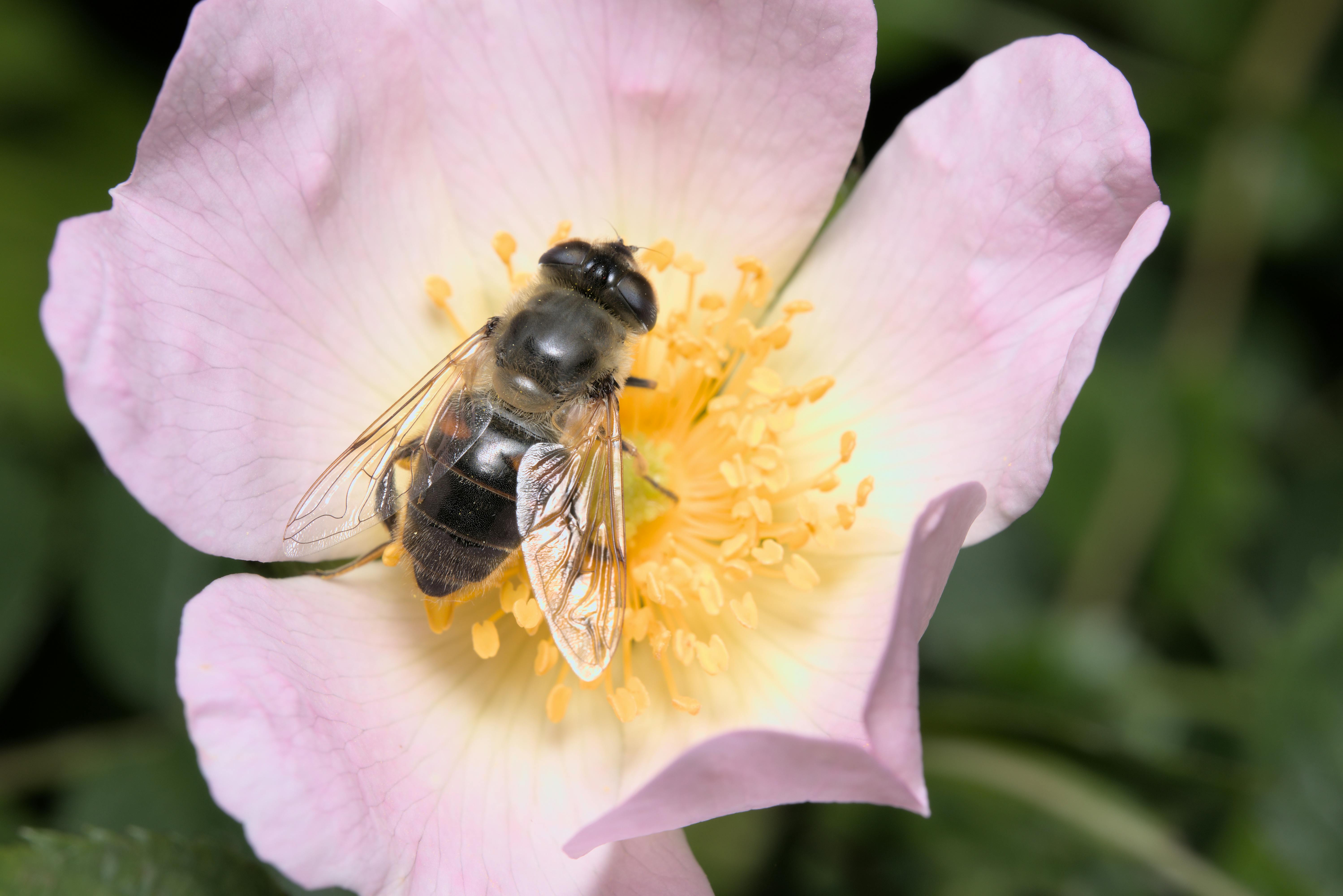 Black and Yellow Bee on Purple Flower · Free Stock Photo