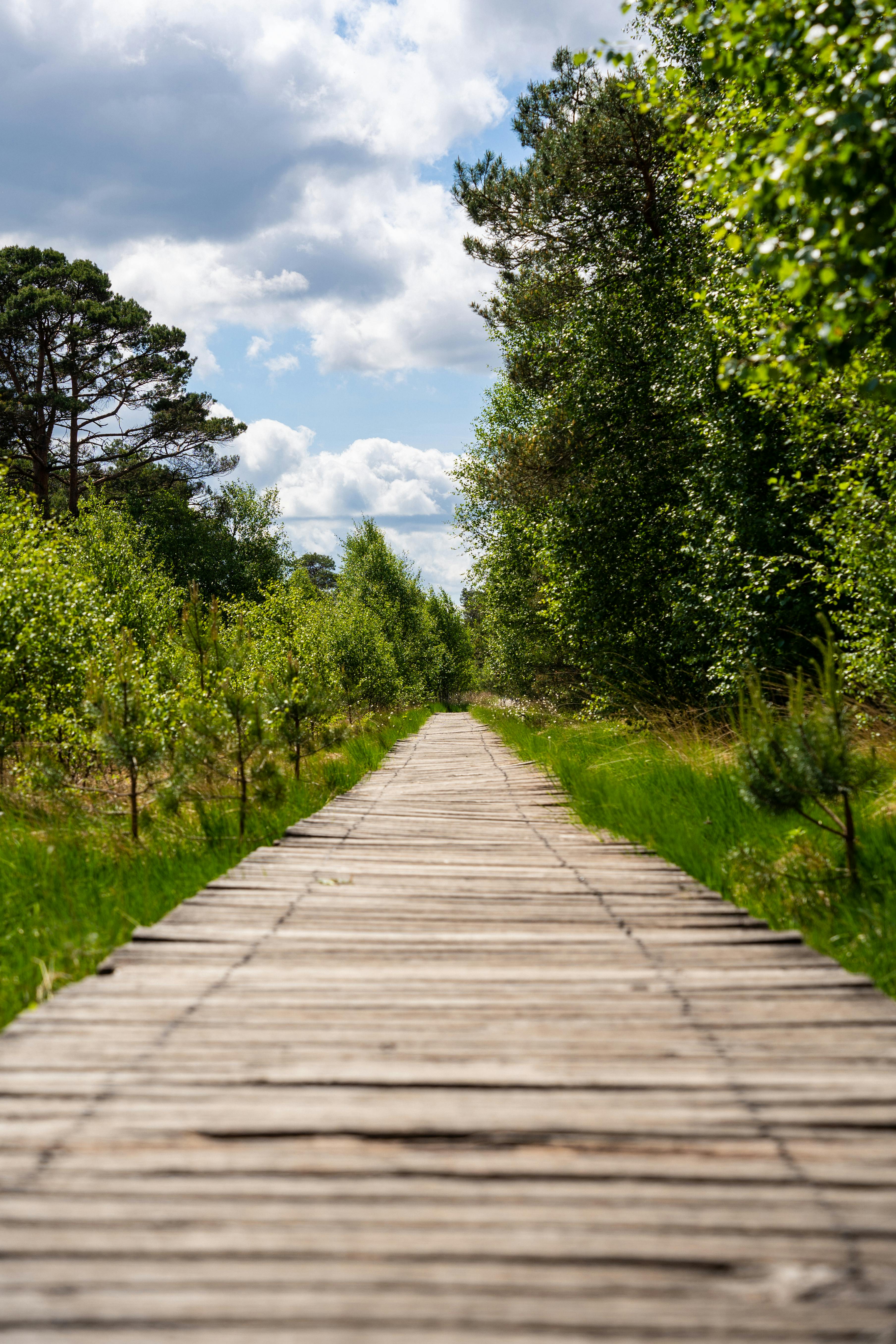 Wooden Footpath in Forest · Free Stock Photo