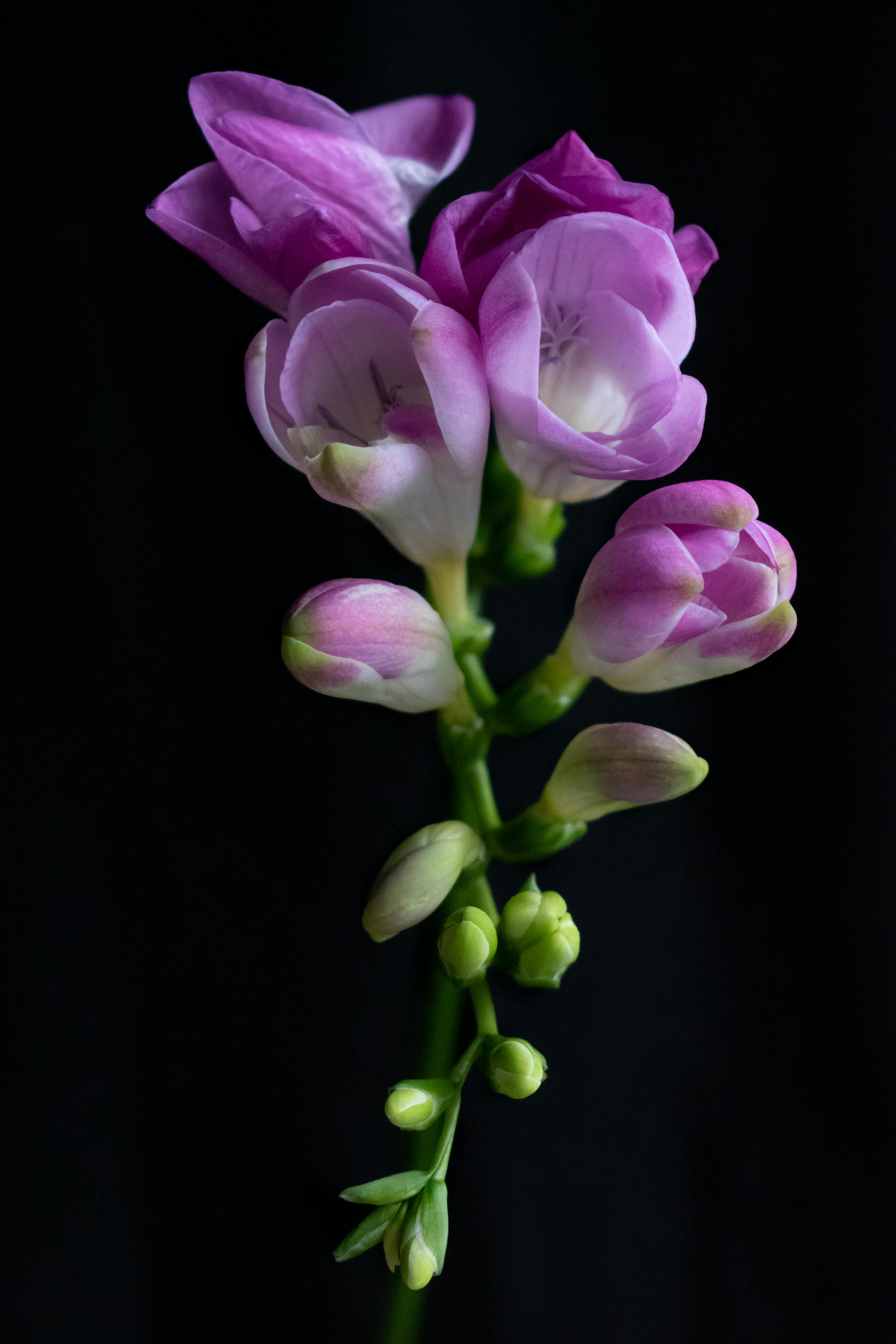 Freesia Flower in Bloom in Black Background · Free Stock Photo