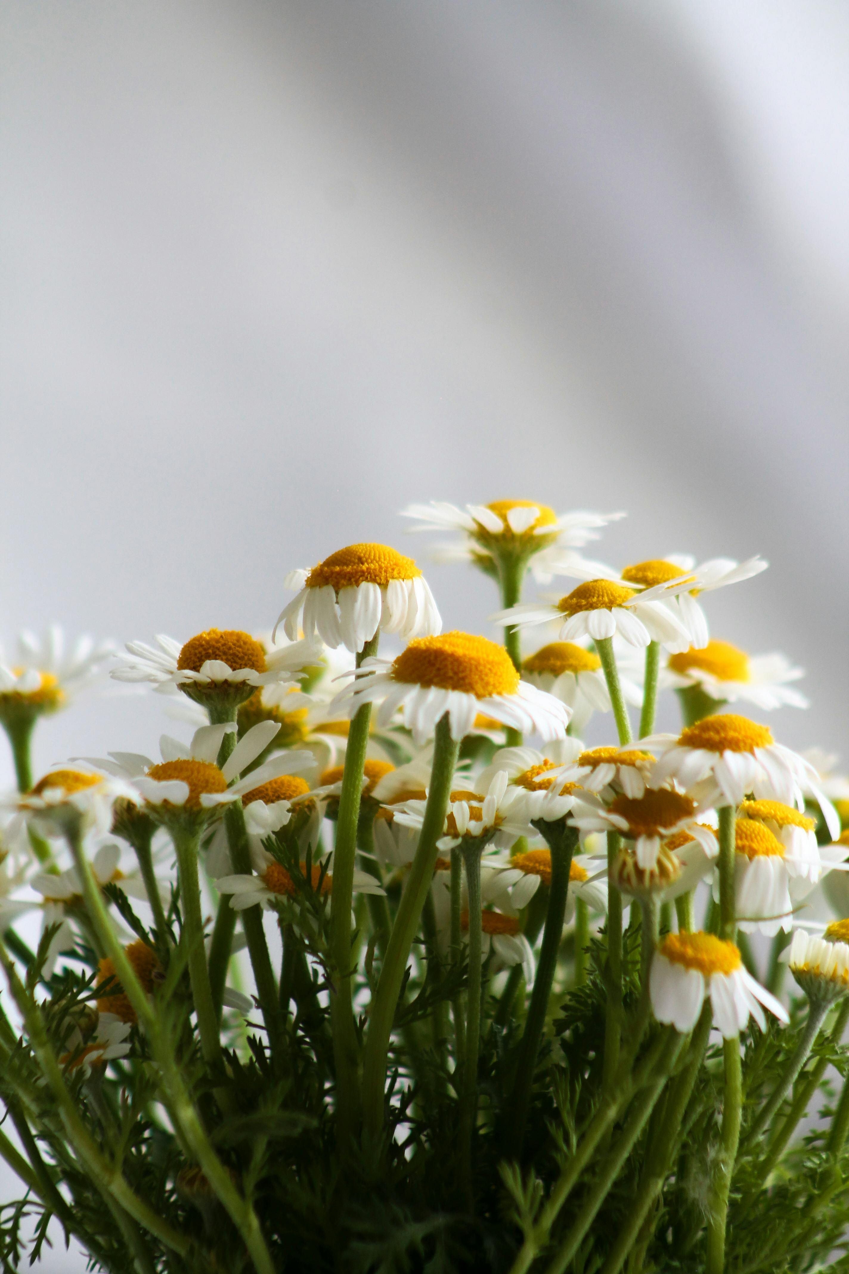 Close-up Photo of Daisy Flowers · Free Stock Photo