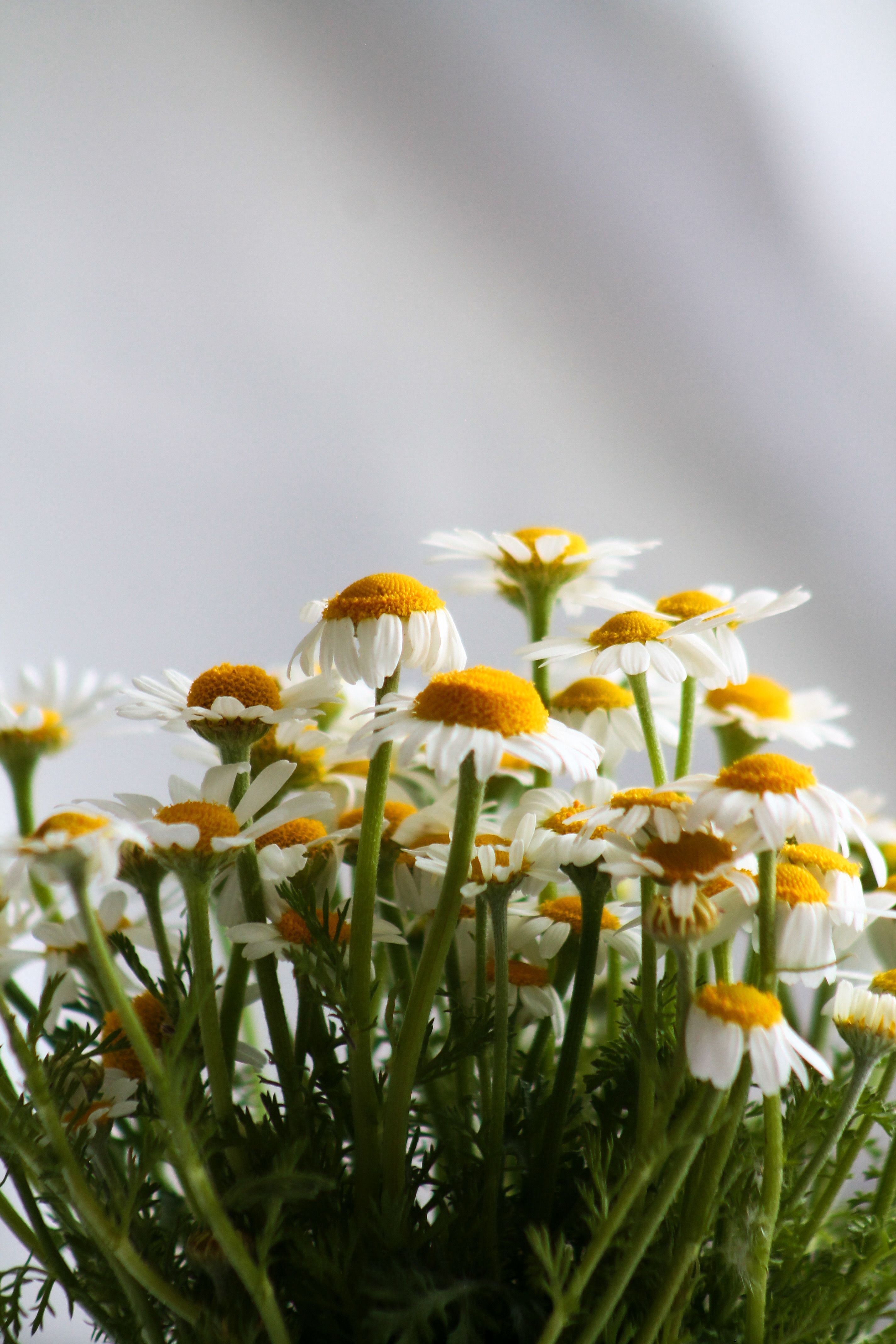 White and Yellow Daisy Flowers · Free Stock Photo